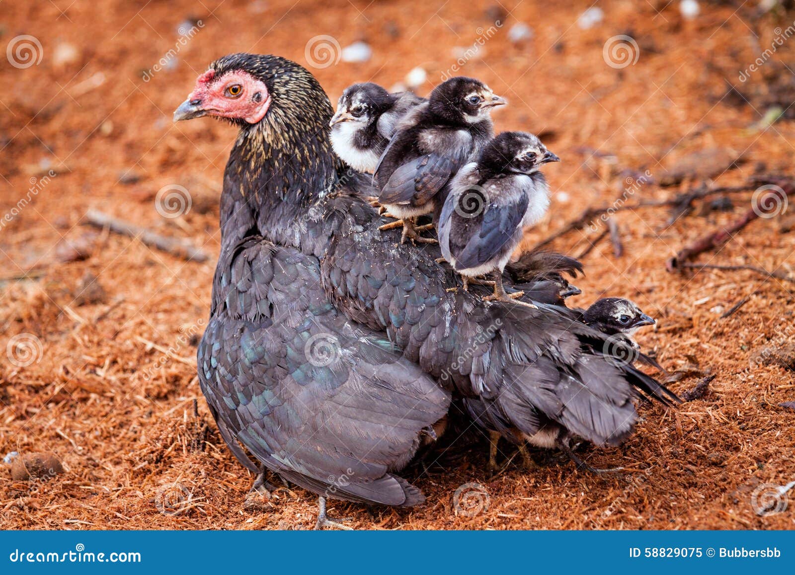 Chick on a Mother hen stock image. Image of brood, chicken - 58829075