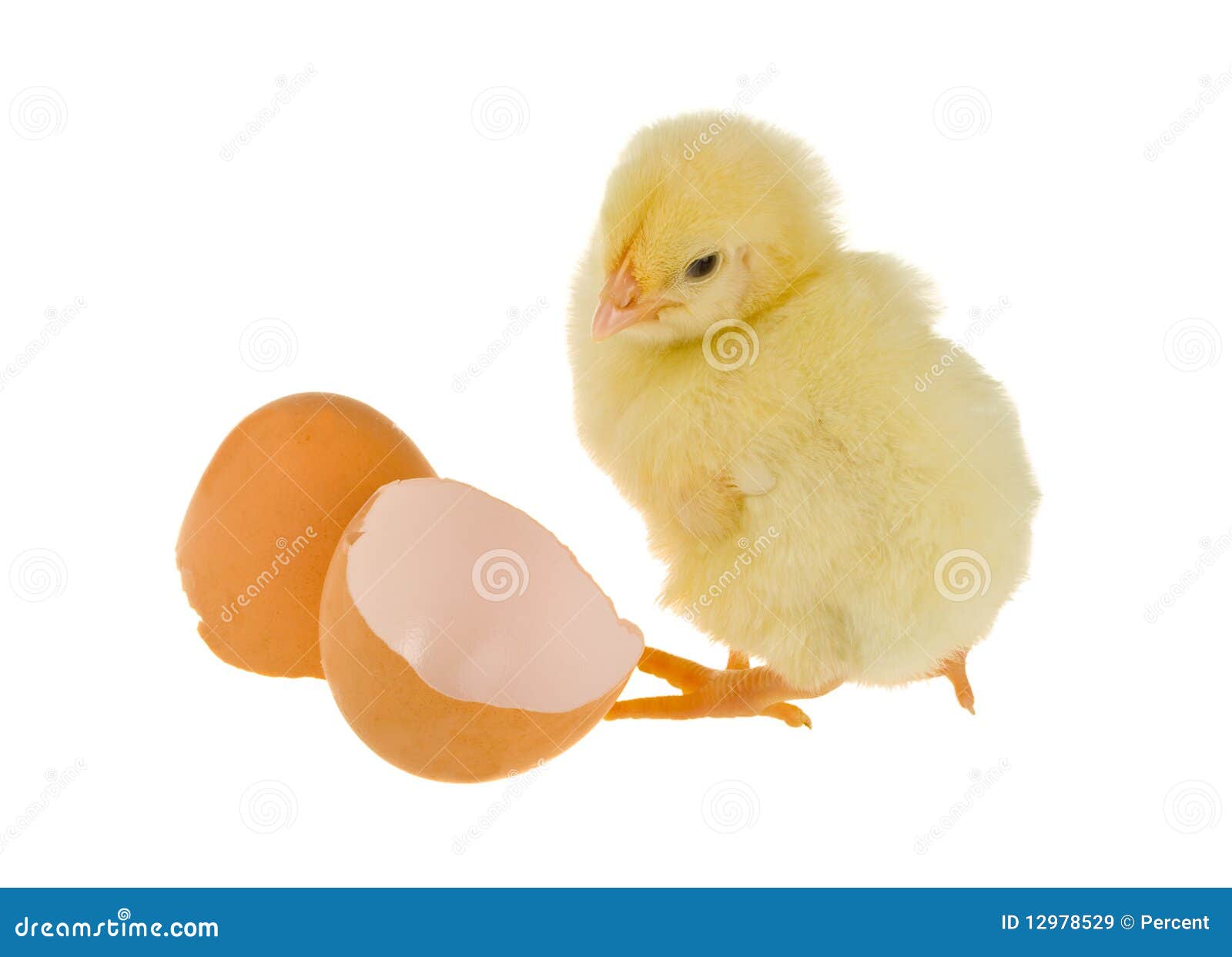 Chick near the shell stock image. Image of isolated, small - 12978529