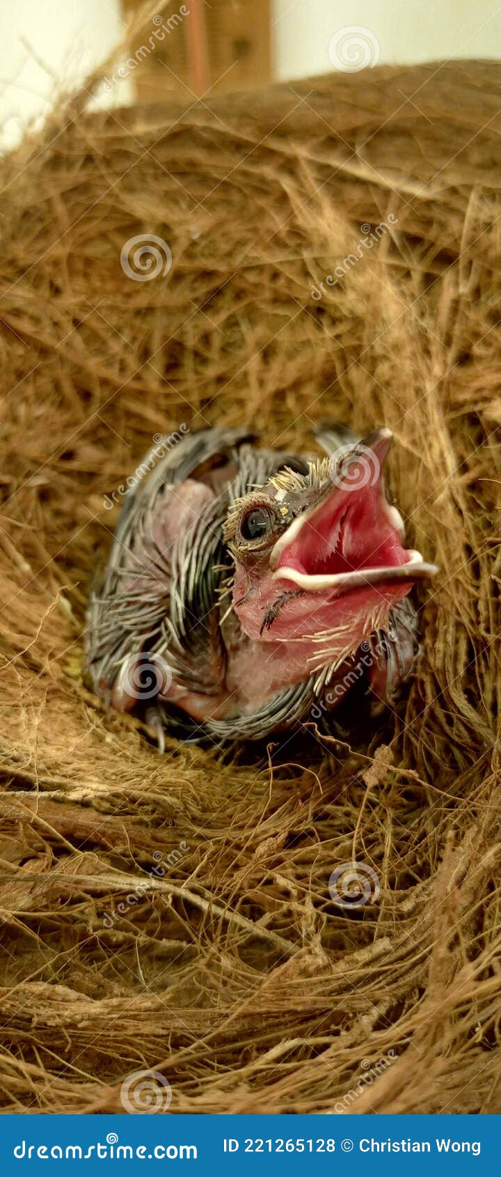 Chick in the nest stock photo. Image of grass, beak - 221265128