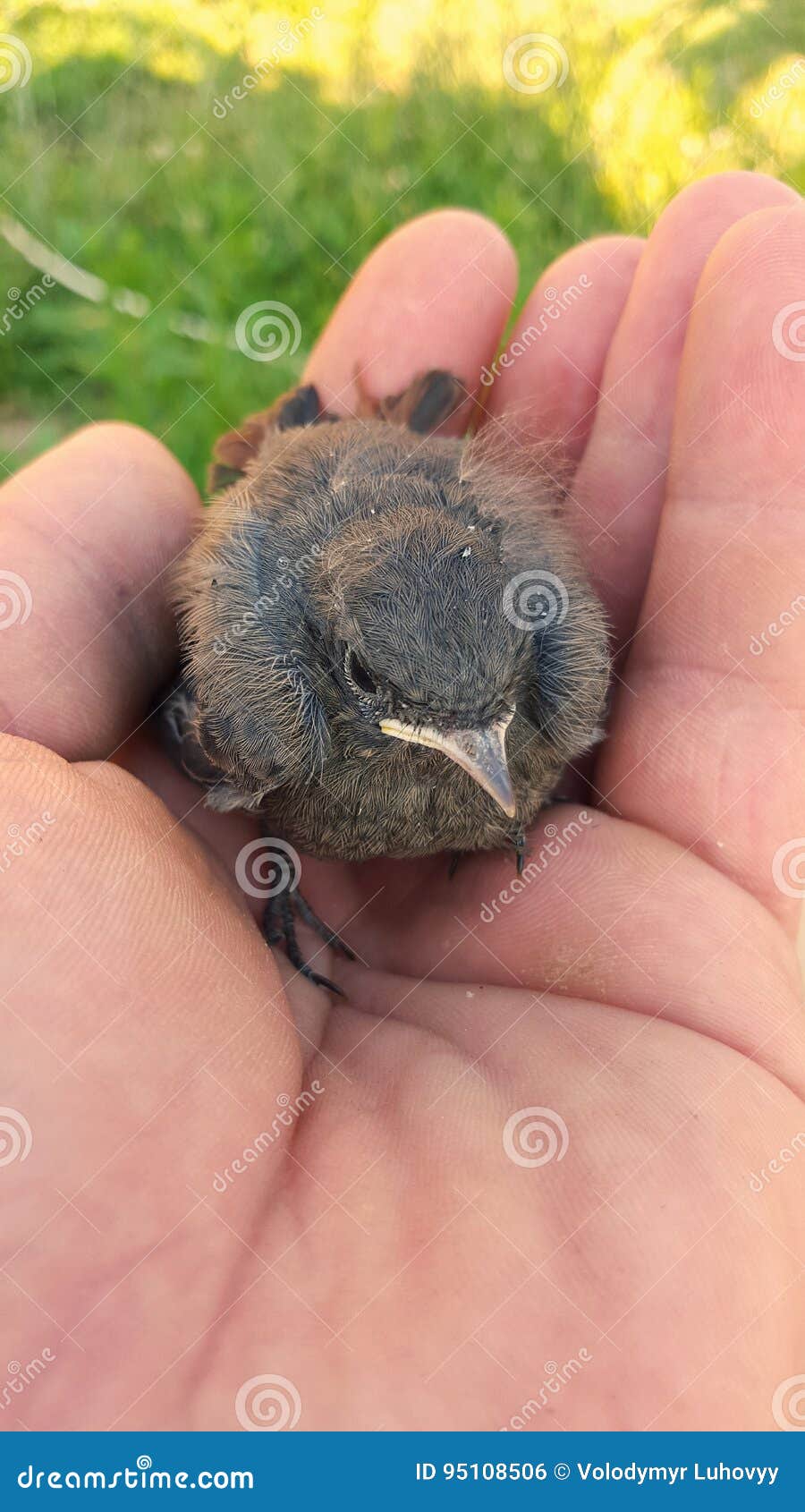 Chick stock photo. Image of inhand, wildlife, baby, bird - 95108506