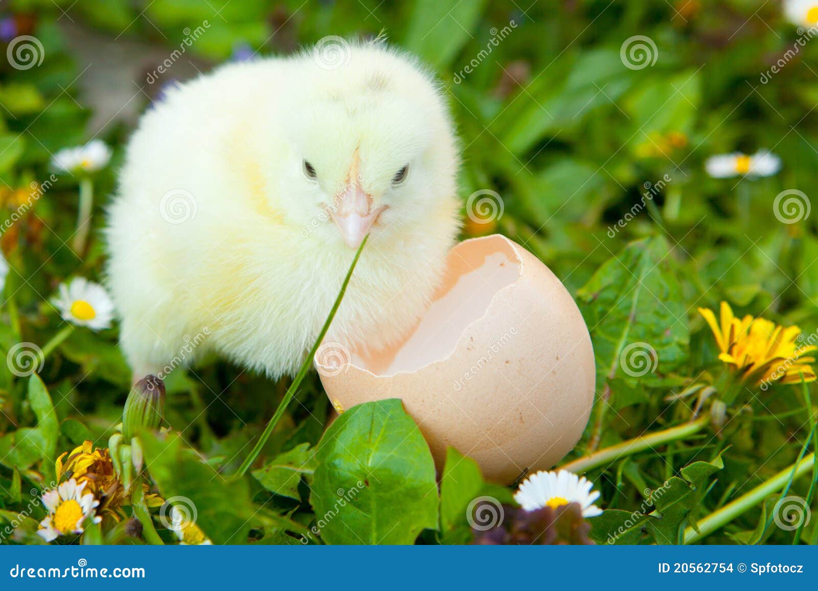Chick new born stock photo. Image of grass, born, color - 20562754