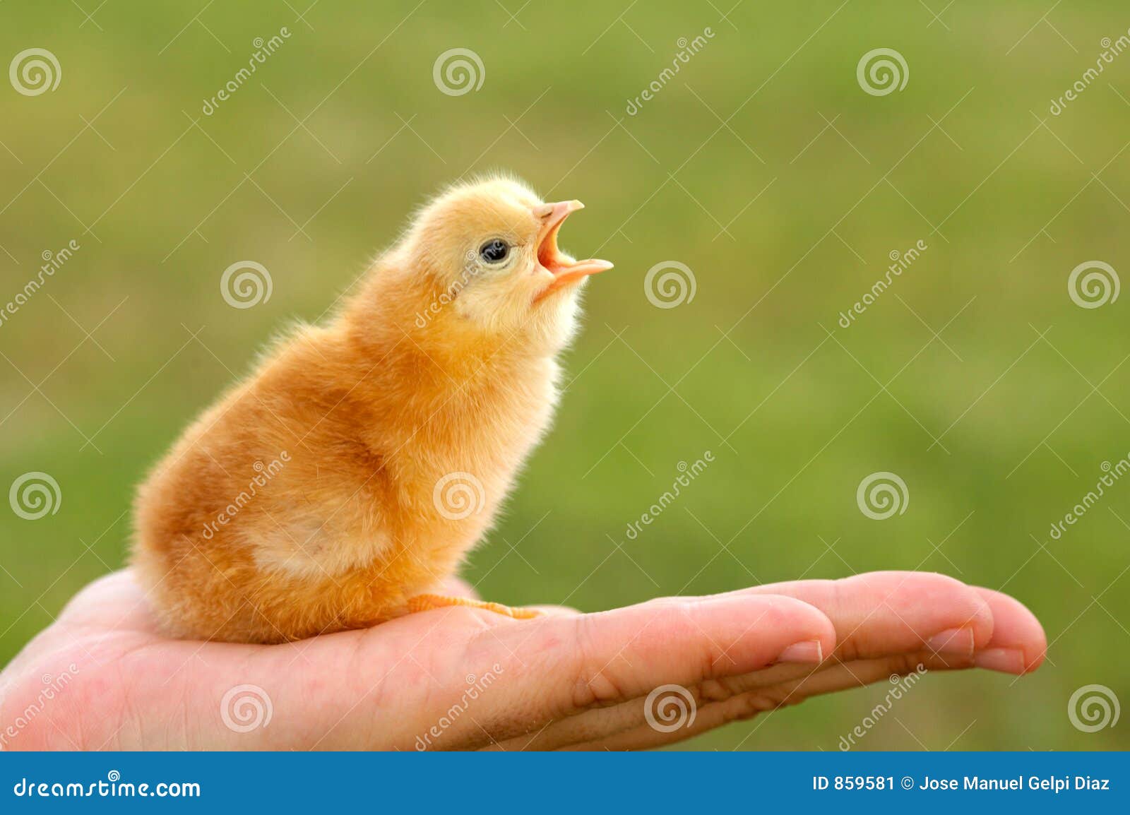 Chick new born stock image. Image of mother, ducklings - 859581