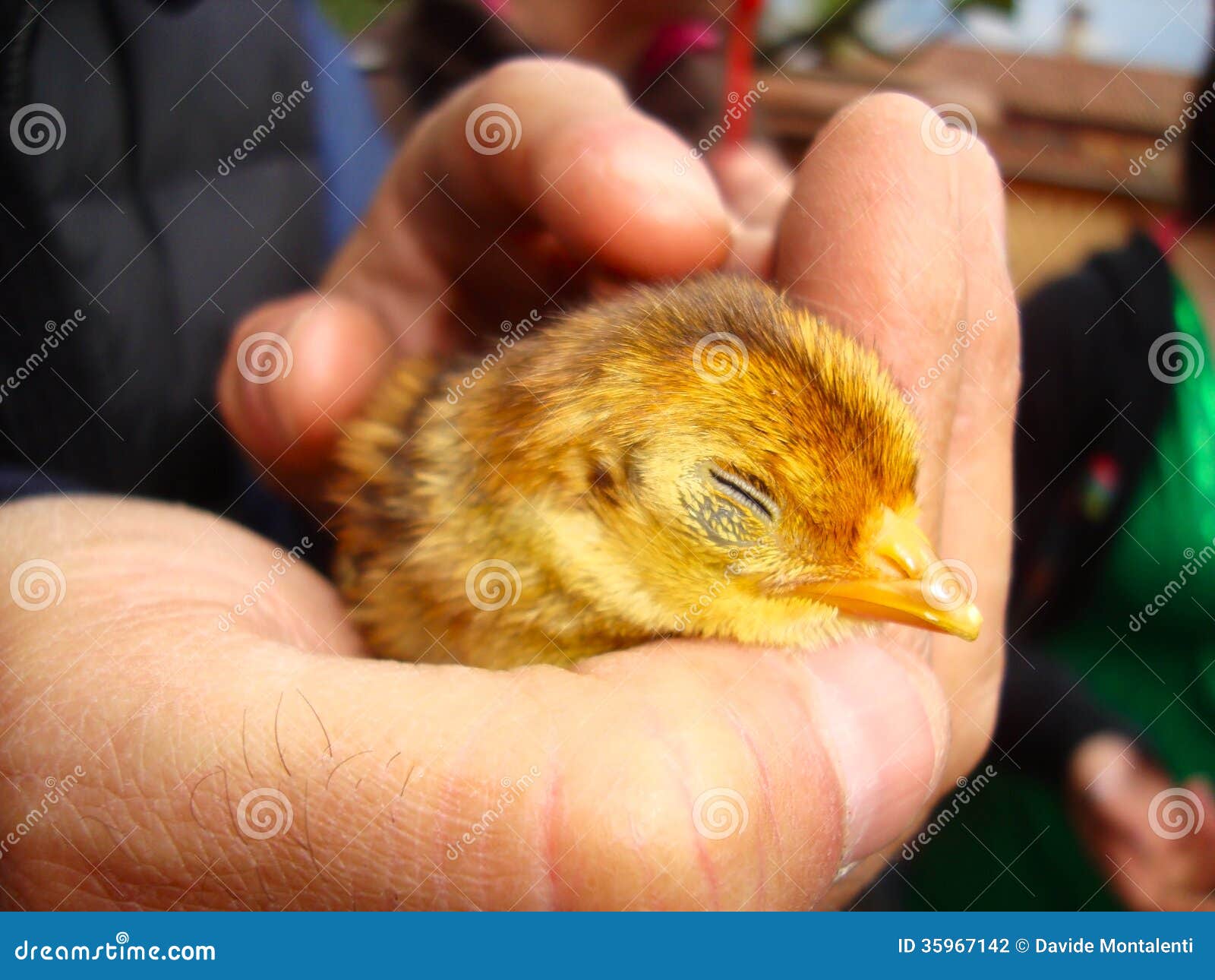 Chick New-Born stock photo. Image of farmer, hatch, duckling - 35967142