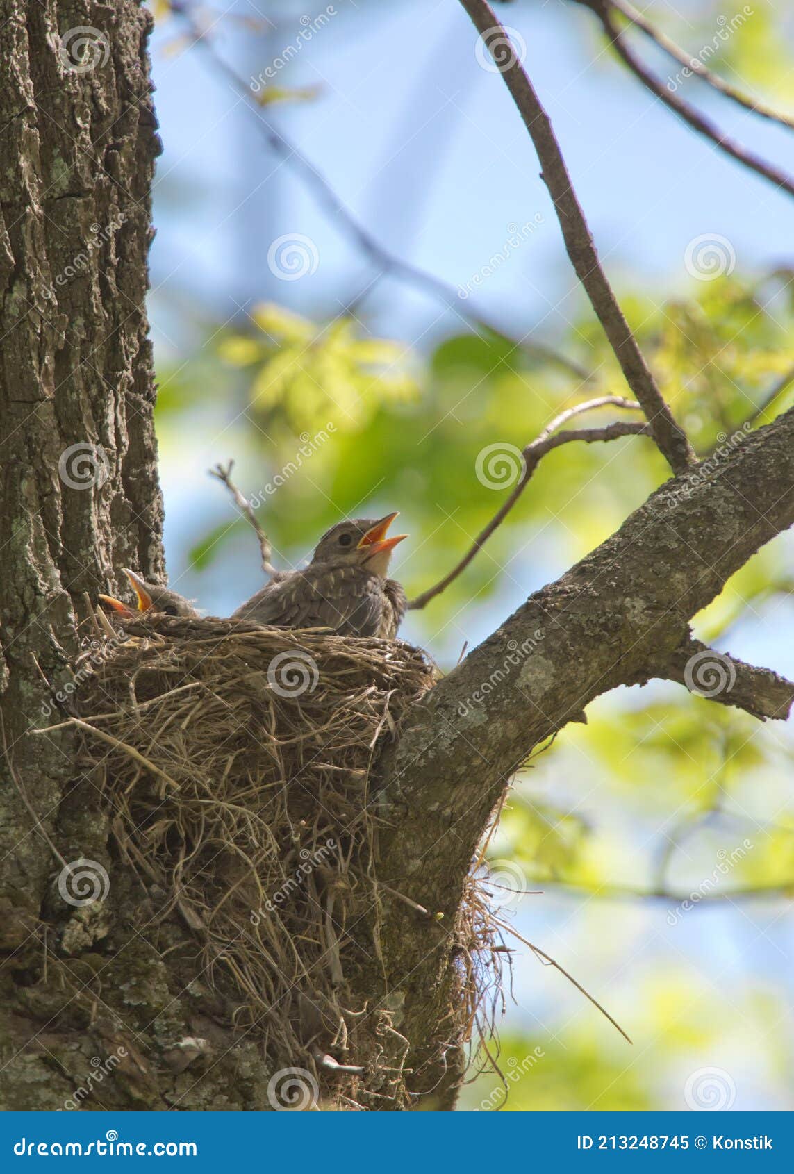 Chick with Open Beak in Nest Stock Image - Image of ornithology, park ...