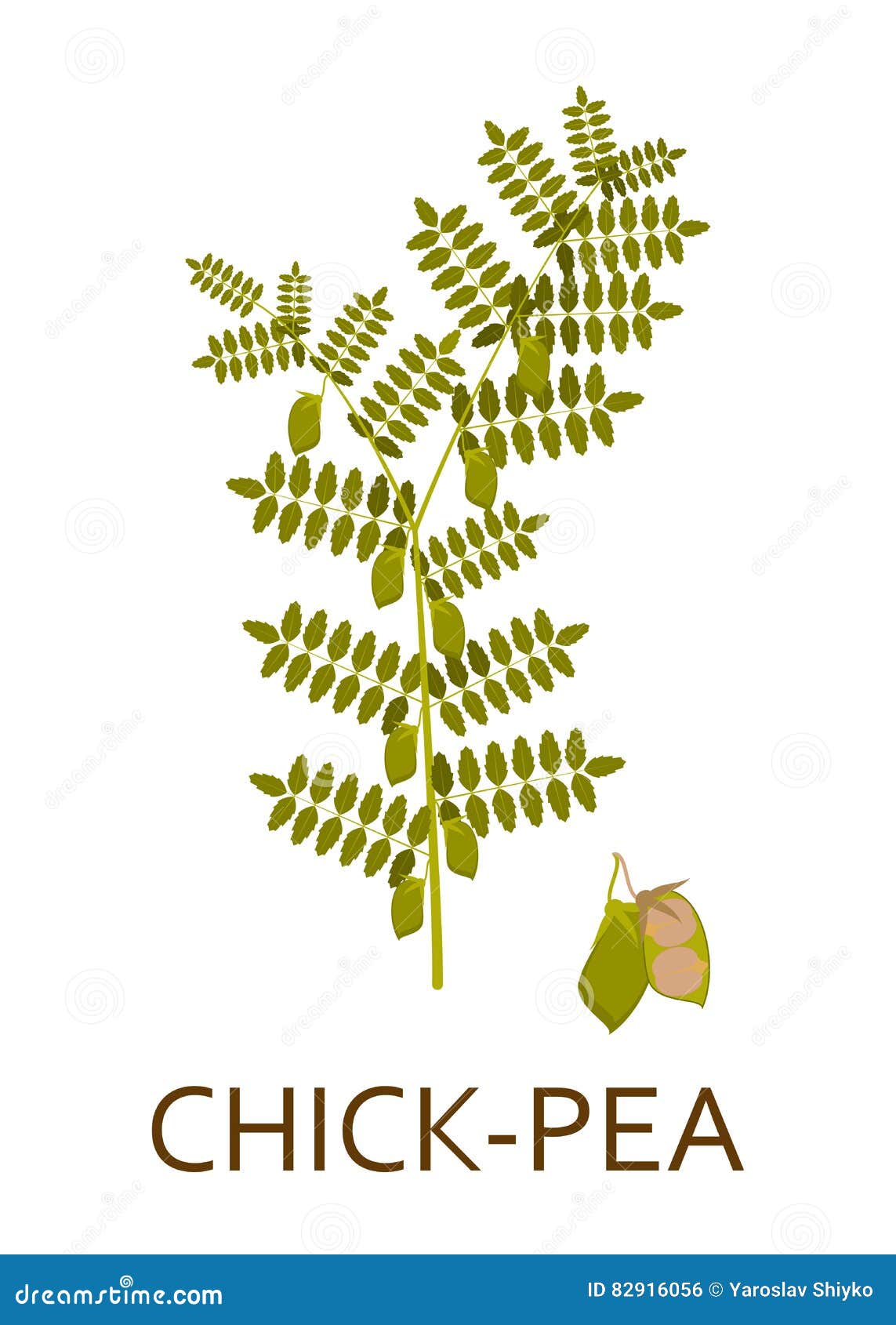 Chick Pea Plant with Leaves and Pods Stock Vector - Illustration of ...