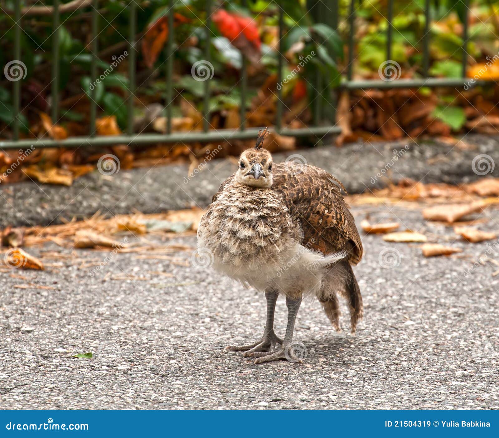 Chick of a peacock stock image. Image of stand, leaves - 21504319