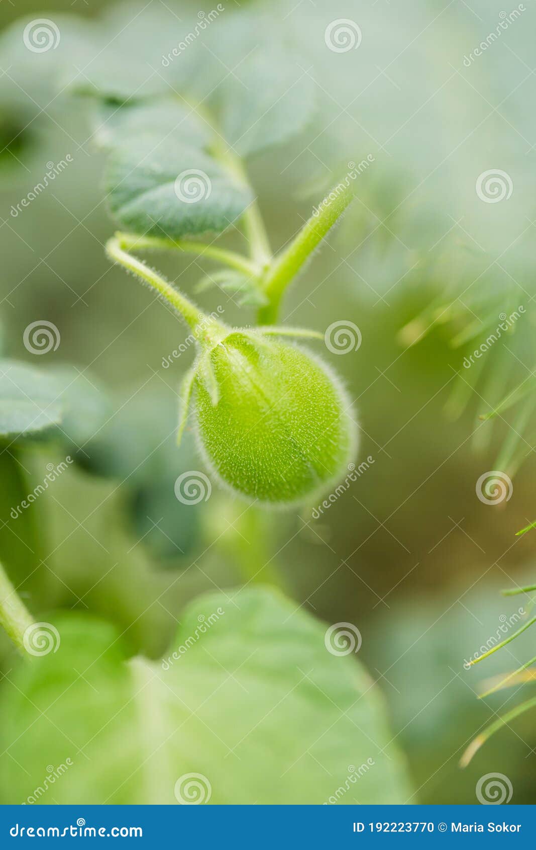 Chick Peas Also Known As Harbara or Harbhara. Macro Stock Photo - Image ...