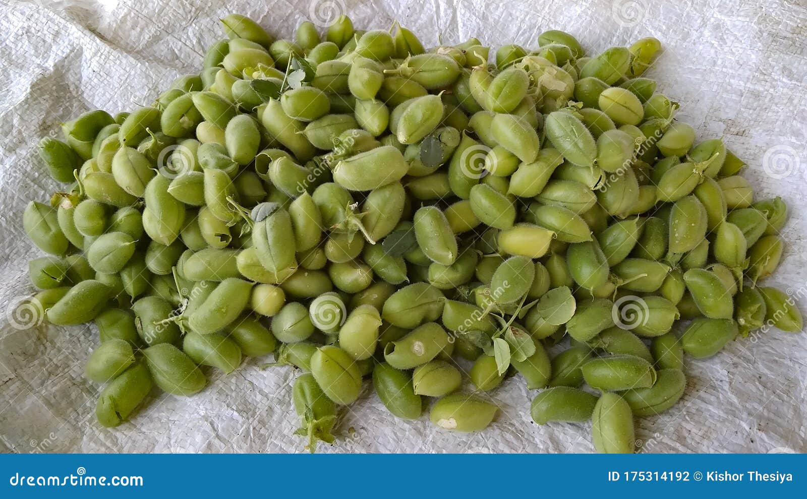 Chick peas raw fruit stock photo. Image of peas, chick - 175314192