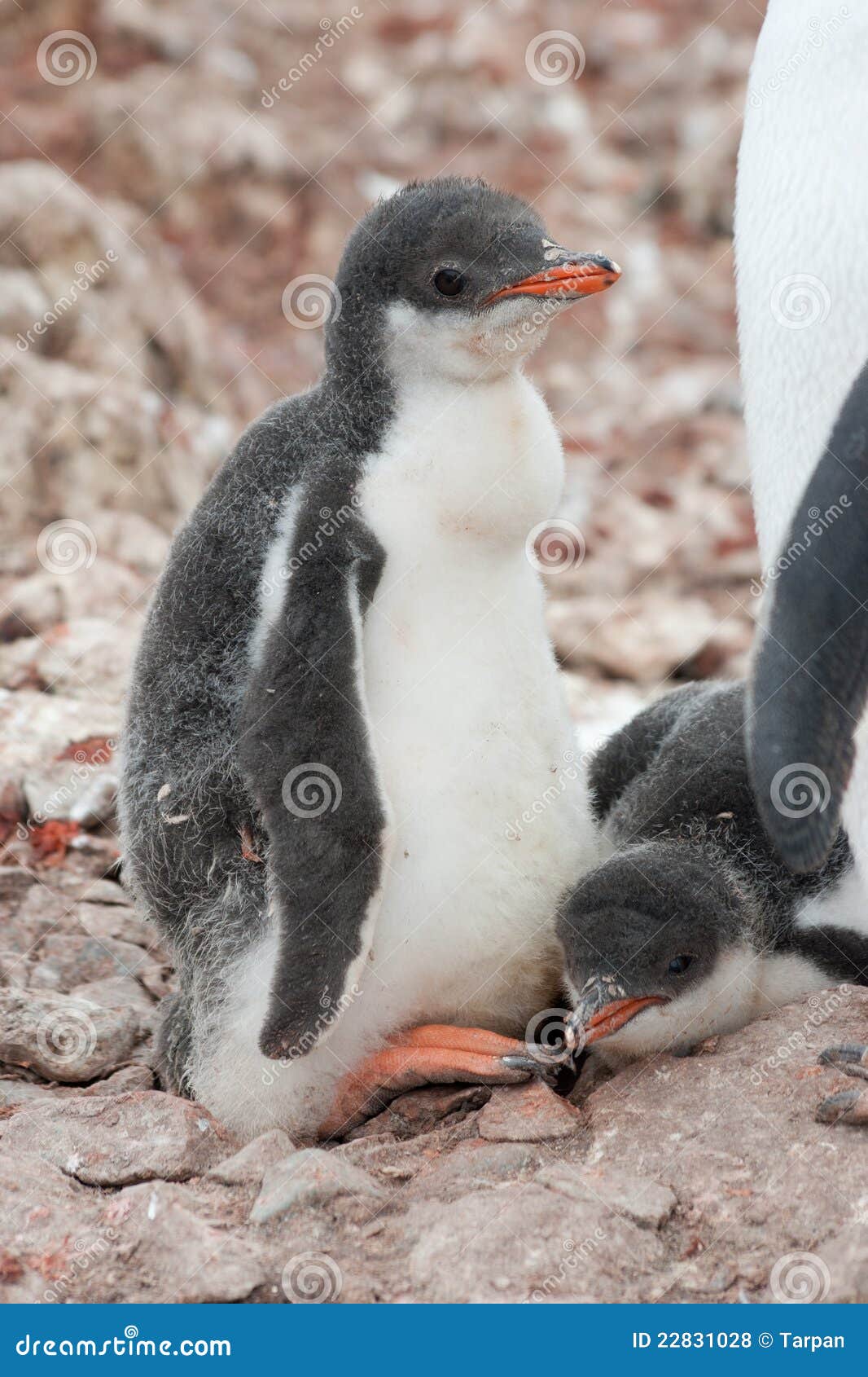 Chick penguin stock photo. Image of antarctica, south - 22831028