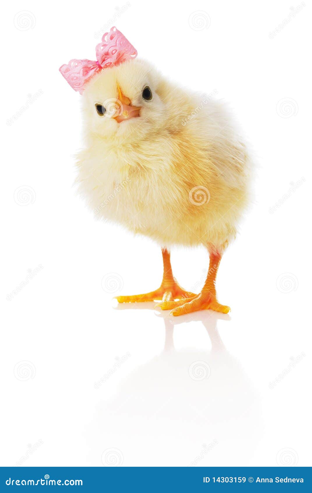 Chick with pink bow stock image. Image of chicken, pets - 14303159