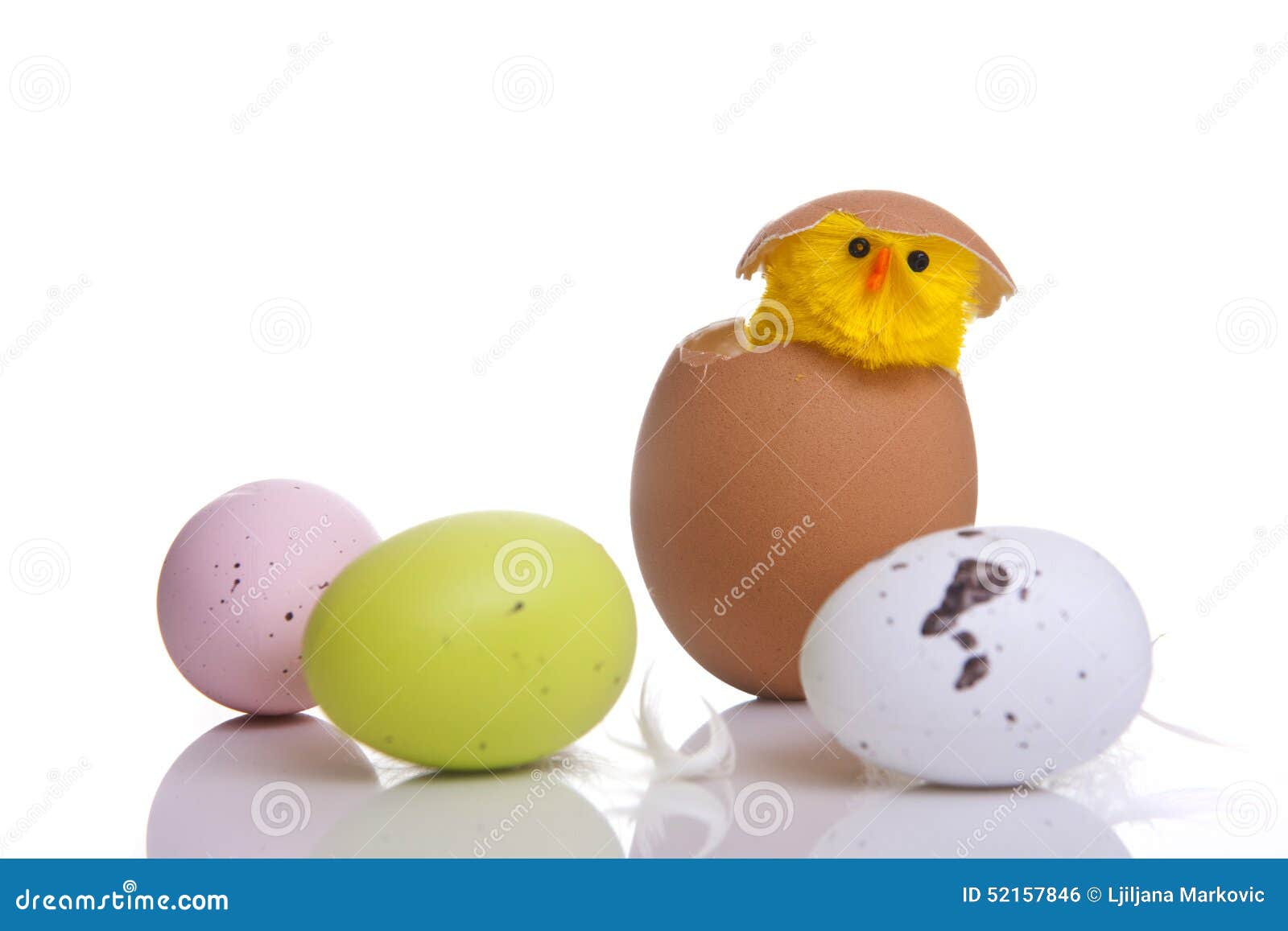 Chick Popping Out of Egg with Feathers Around it Stock Photo - Image of ...