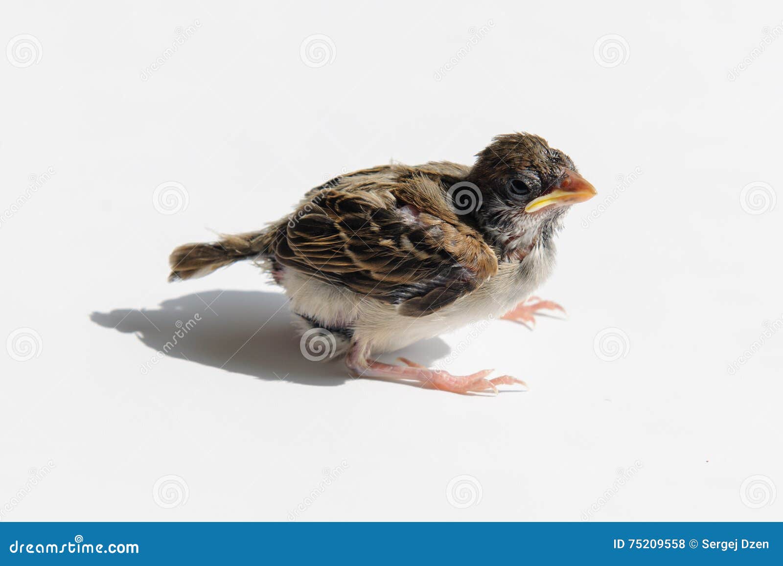 Chick sparrow in the sun stock photo. Image of horizontal - 75209558