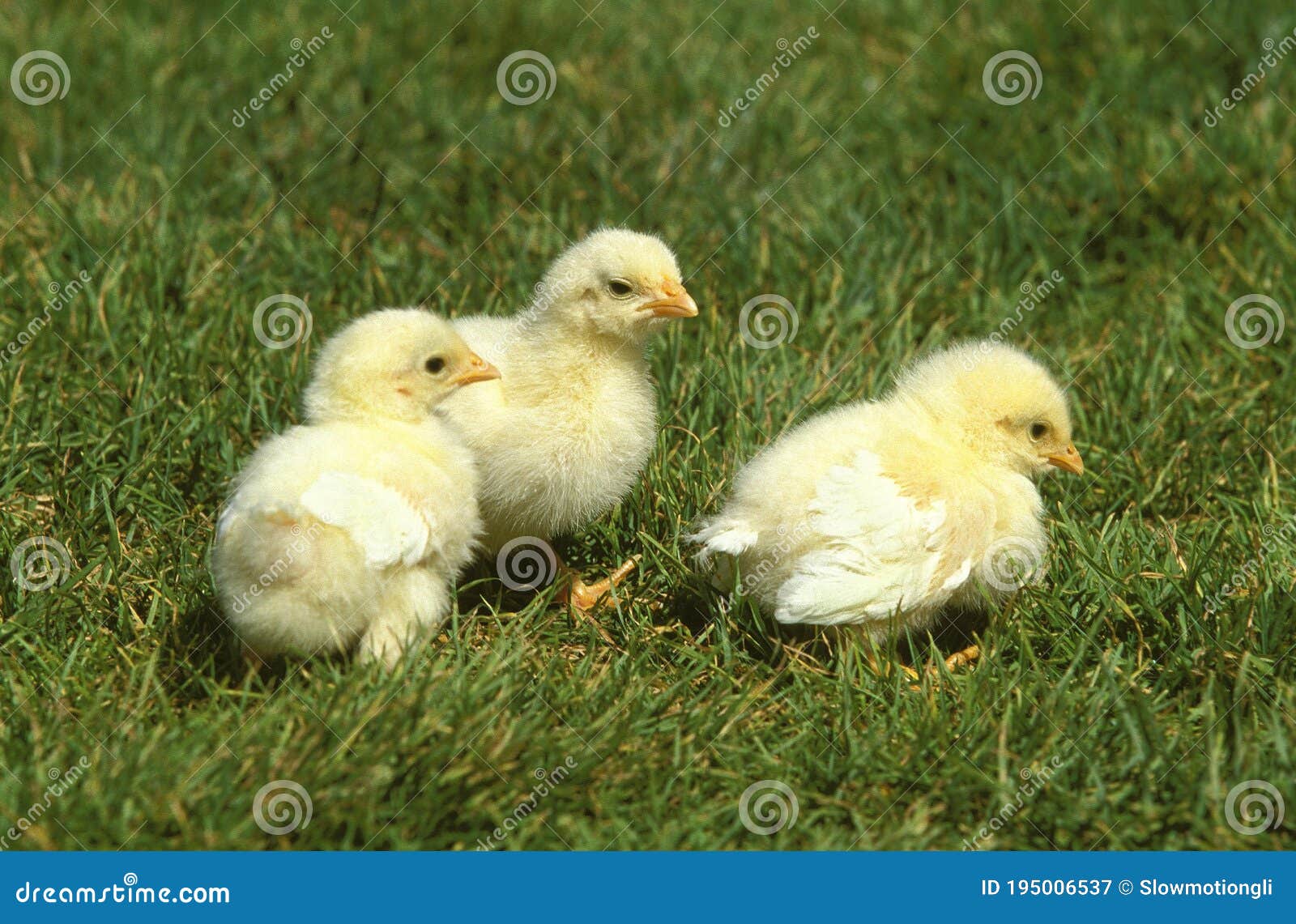 CHICK STANDING on GRASS stock image. Image of chicks - 195006537