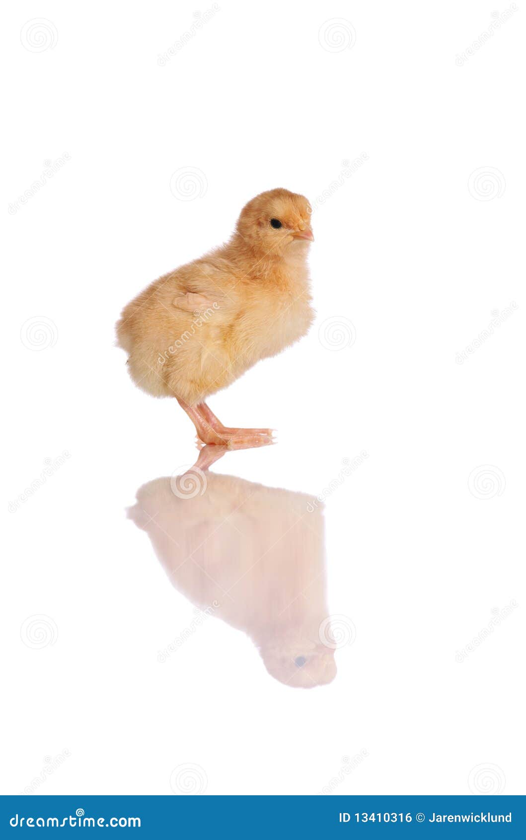 Chick Standing Isolated on White Stock Photo - Image of cute, pretty ...