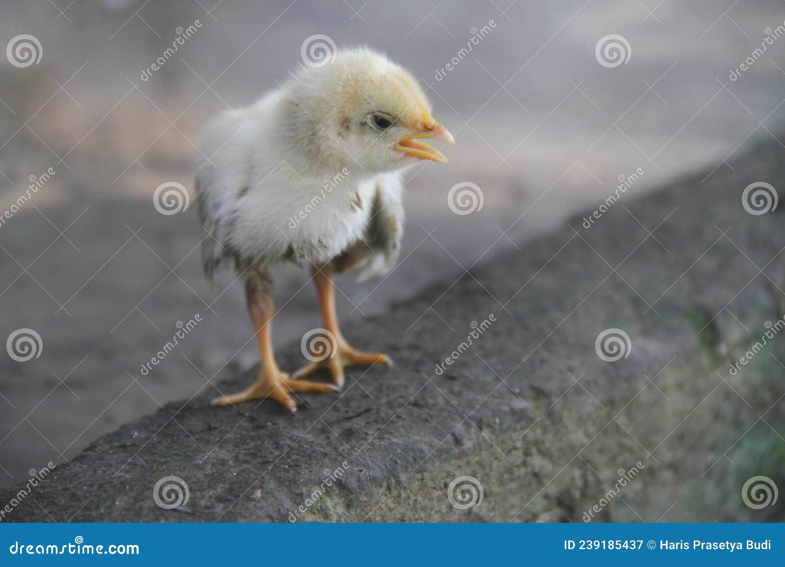 A Chick Standing in the Yard. Stock Image - Image of cute, white: 239185437