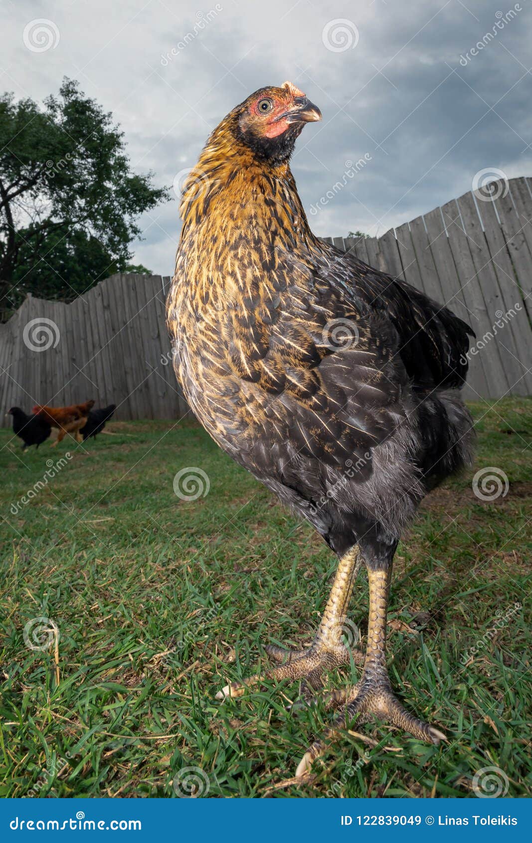The Chick is Standing in the Yard on the Green Grass Stock Image ...