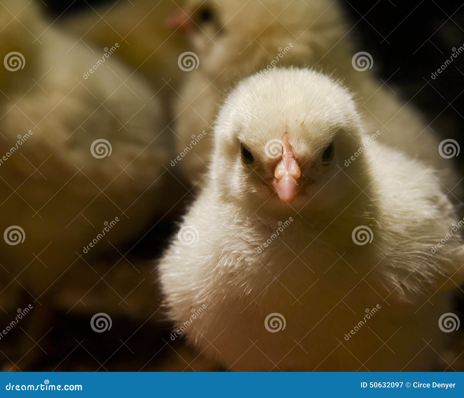 The Chick Staring into Camera Stock Image - Image of chick, baby: 50632097