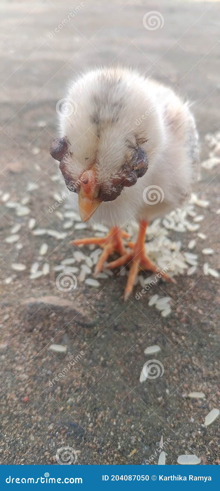 Chick Suffering from Chicken Pox Stock Photo - Image of chicken, pity ...