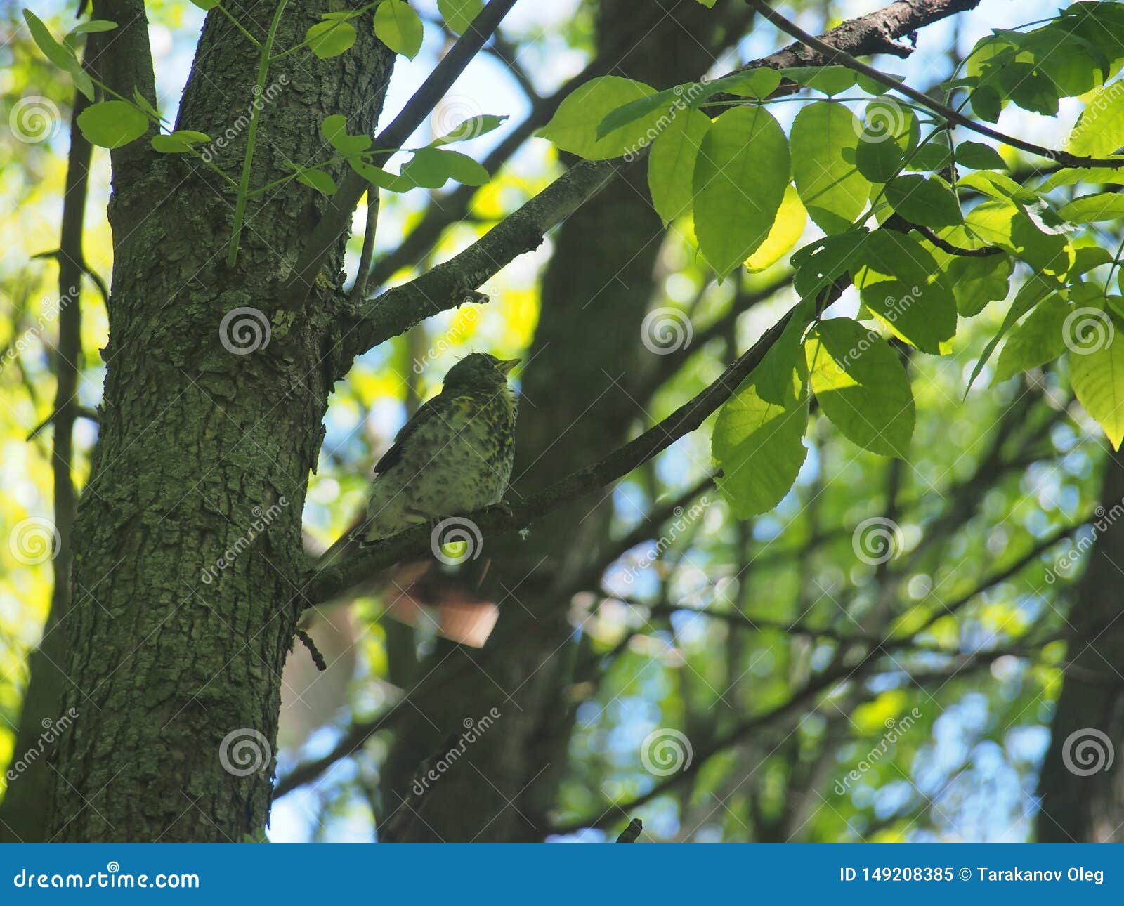 Chick Thrush Sitting on a Tree Branch and Waiting for Parents Stock ...