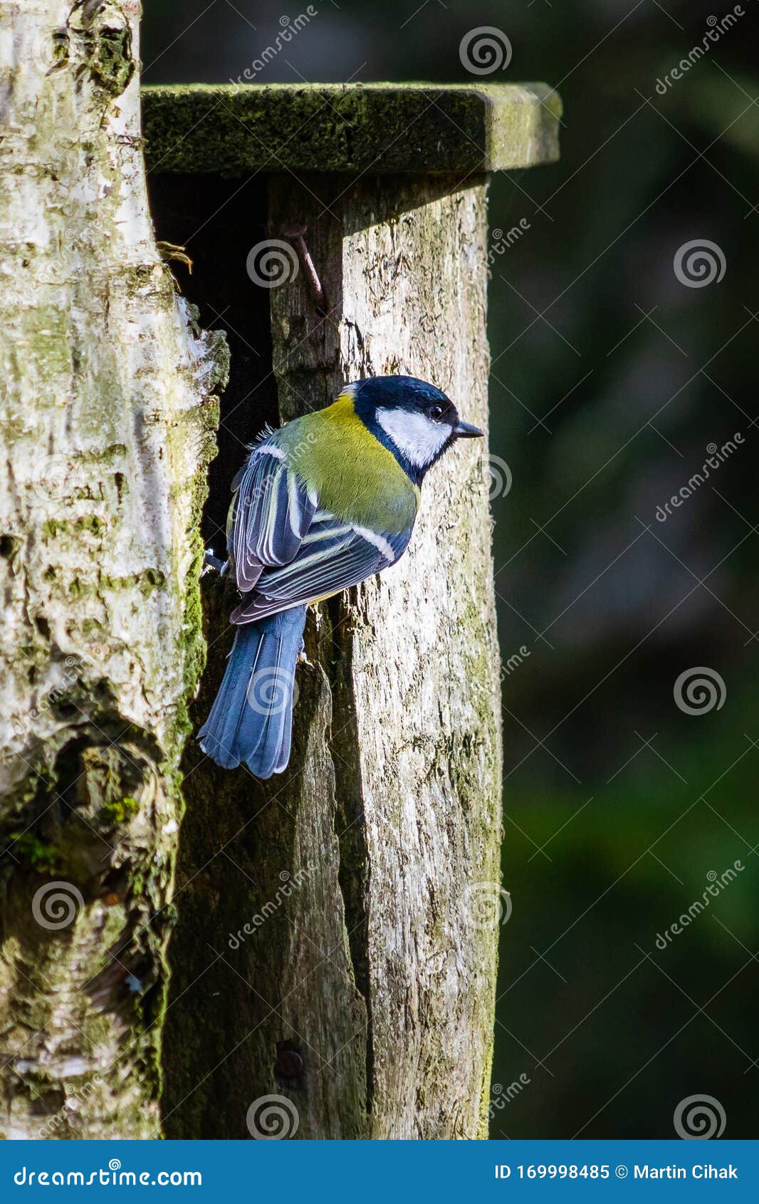 Chick-tree with Tree and Background Nice Bird Stock Image - Image of ...