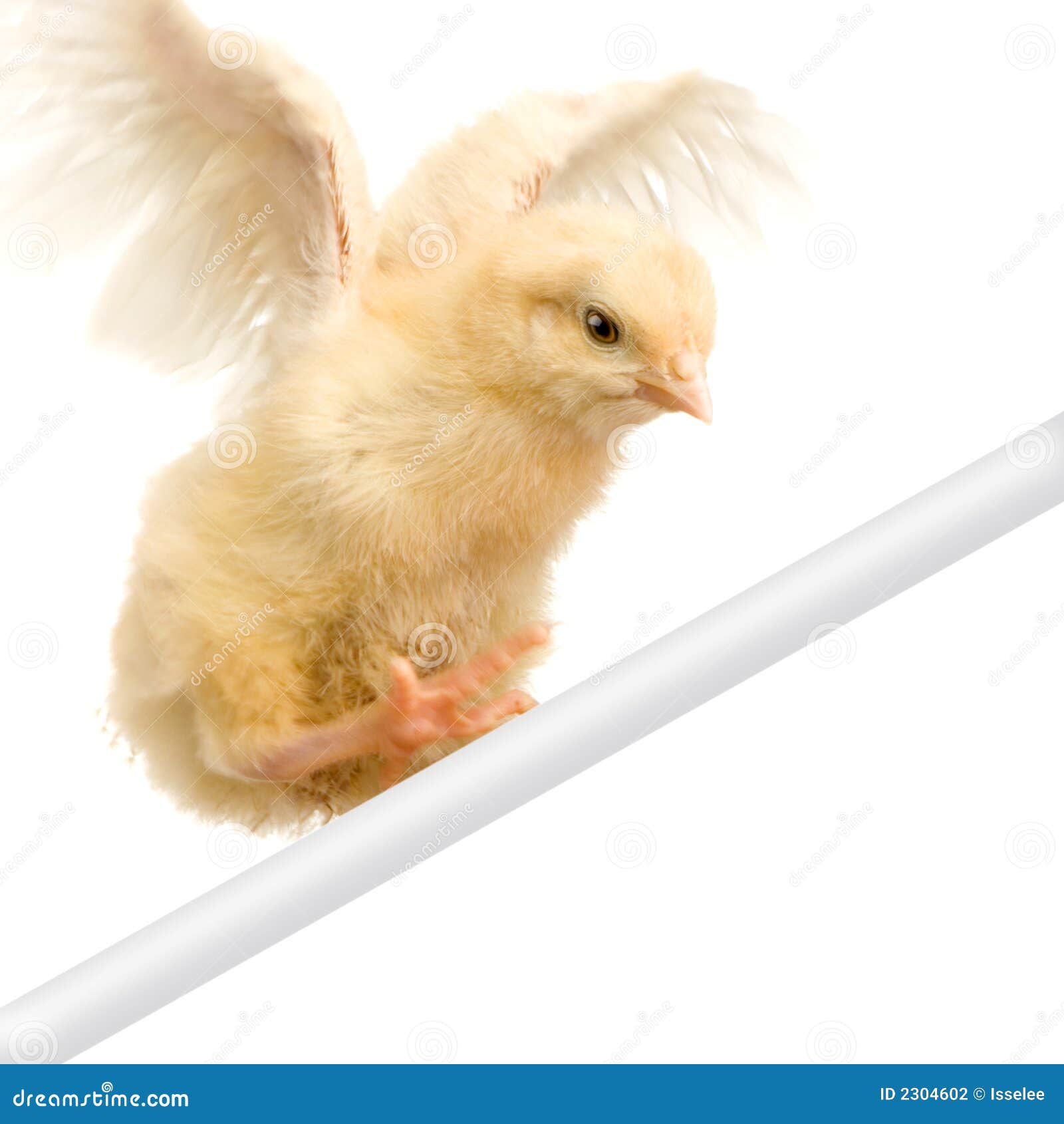 Chick trying to fly stock photo. Image of downy, education - 2304602