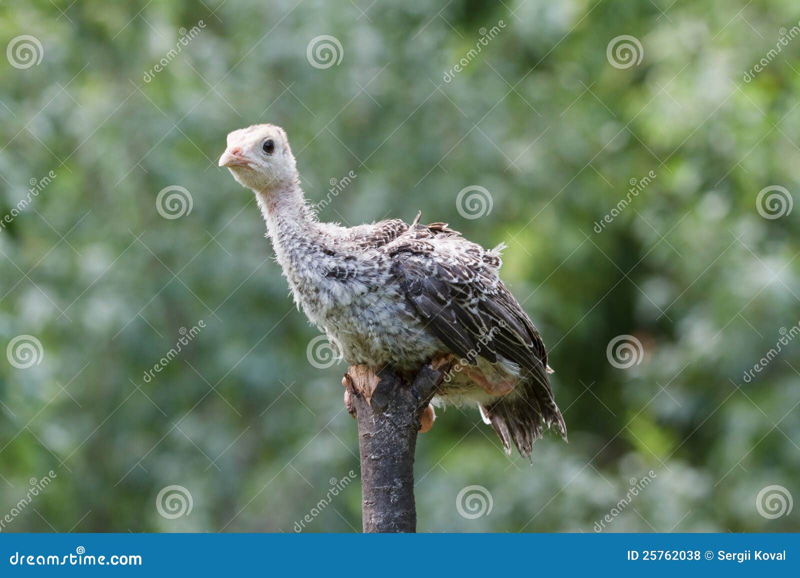 Chick turkey stock photo. Image of brown, poultry, close - 25762038