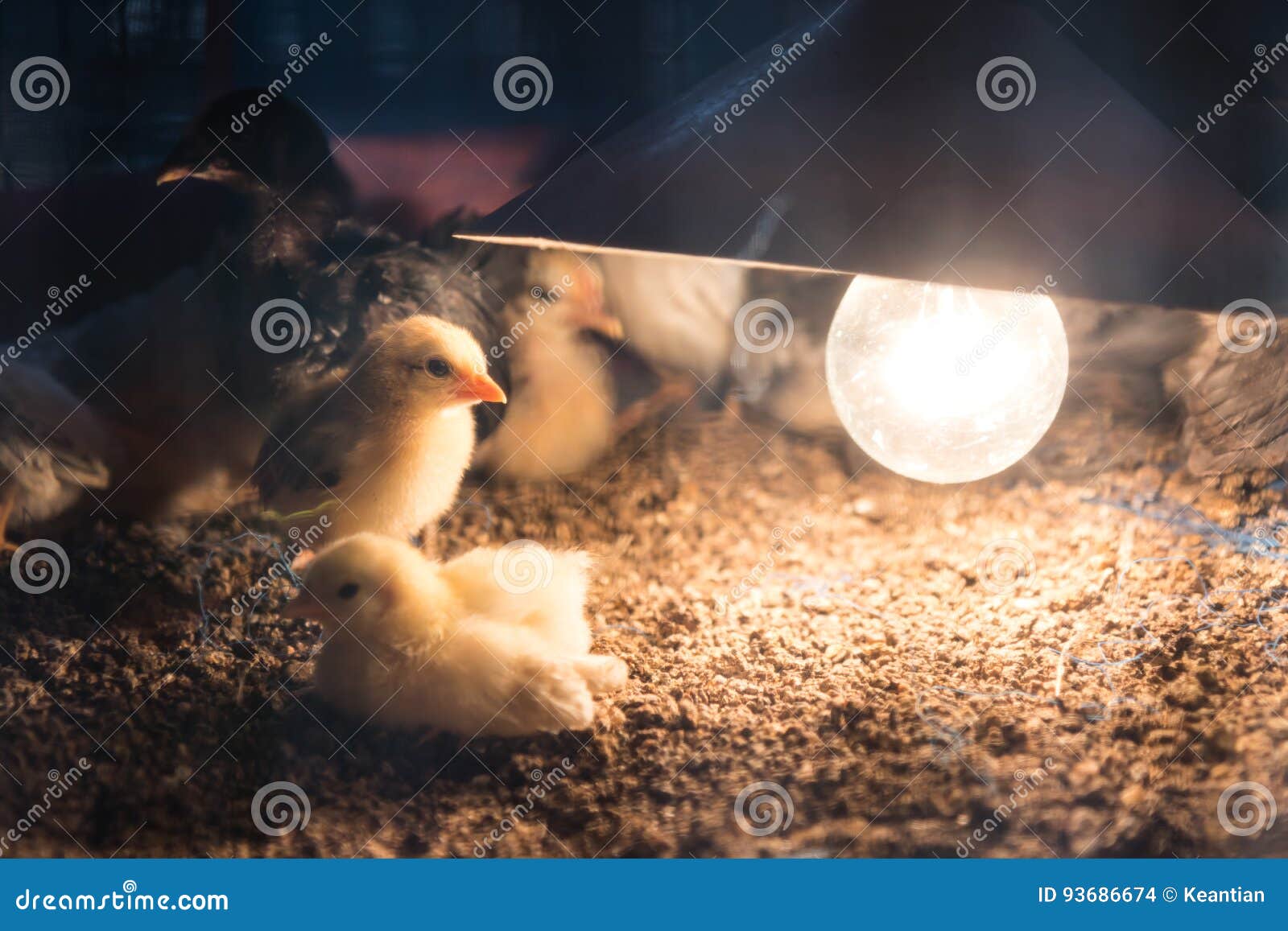 Chick under lamp. stock photo. Image of face, closeup - 93686674