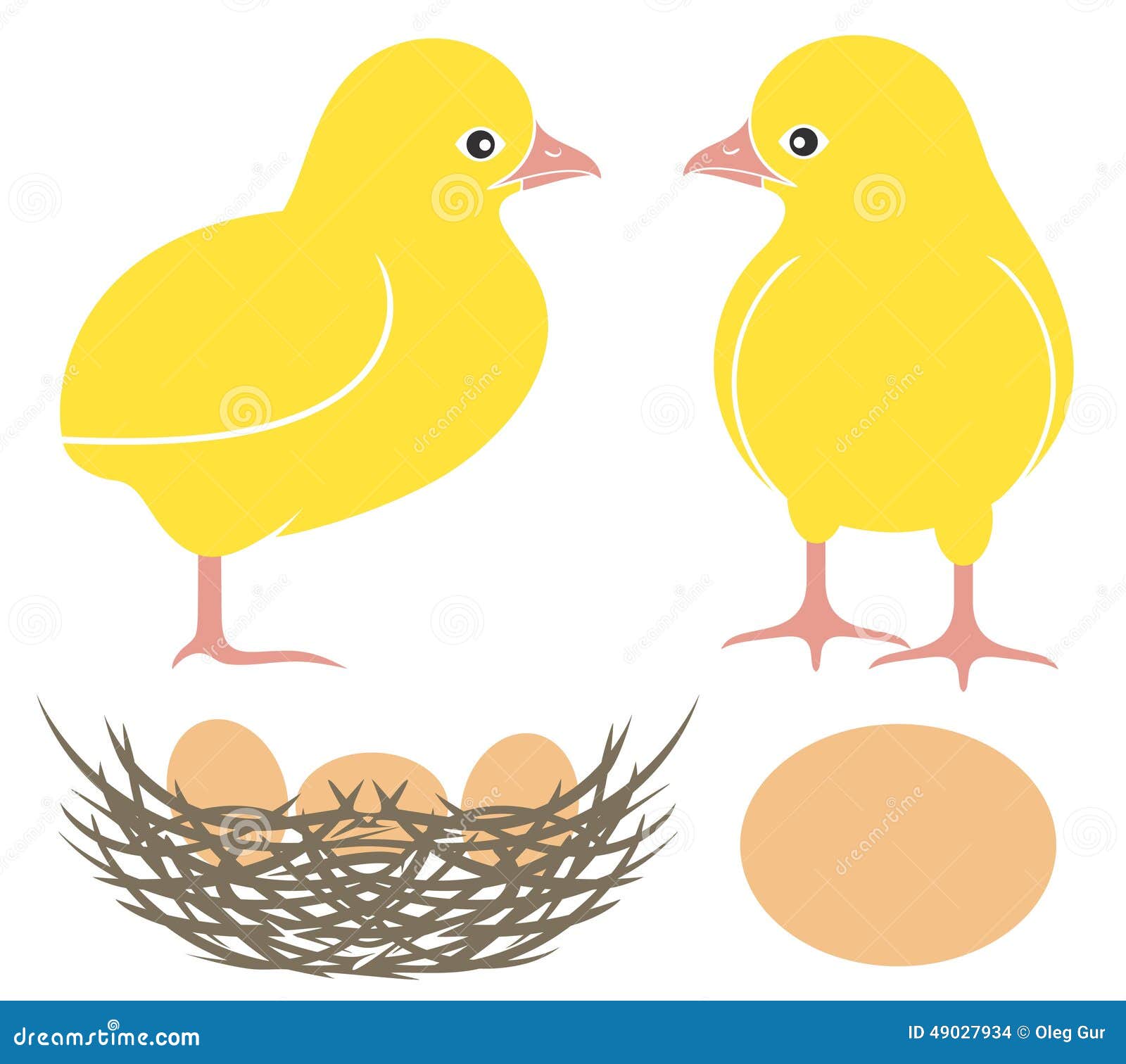 Chick stock vector. Illustration of broiler, poultry - 49027934