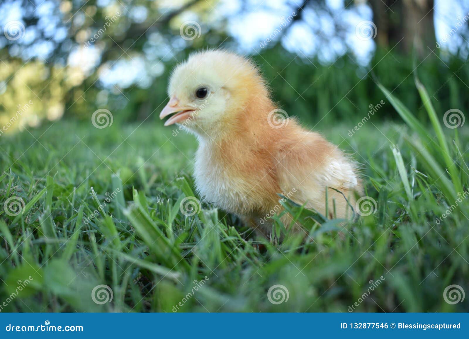 A Chick Walking in the Grass Stock Photo - Image of bird, farm: 132877546