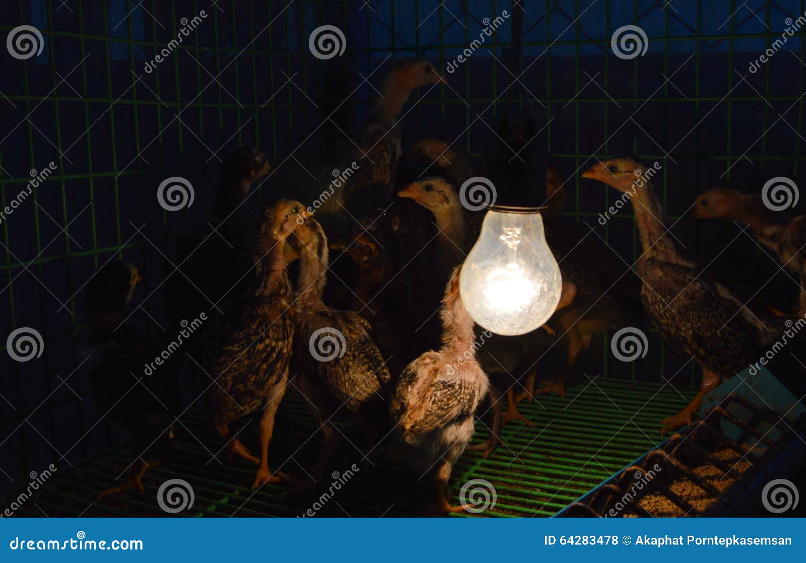Chick and Warm Light Bulb in Cage Stock Photo - Image of light, lamp ...