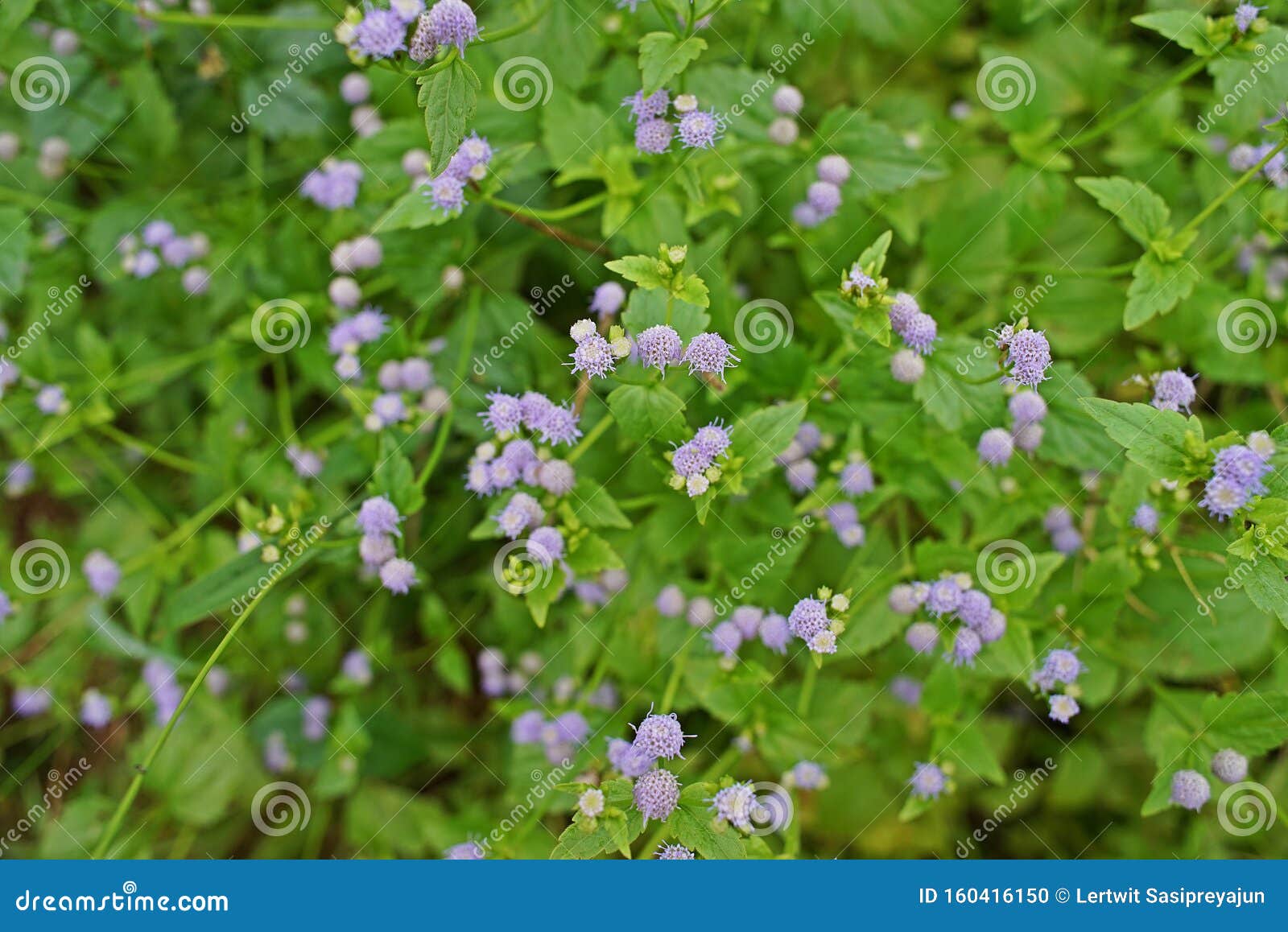 Chick Weed, Invasive Broadleaf Weed In Agricuture Field Stock Photo ...