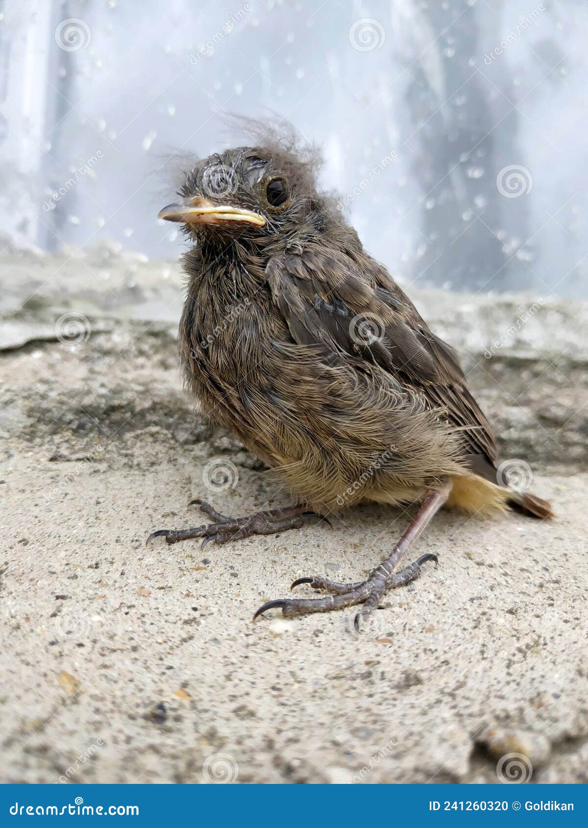 A chick who learns to fly stock photo. Image of blackbird - 241260320