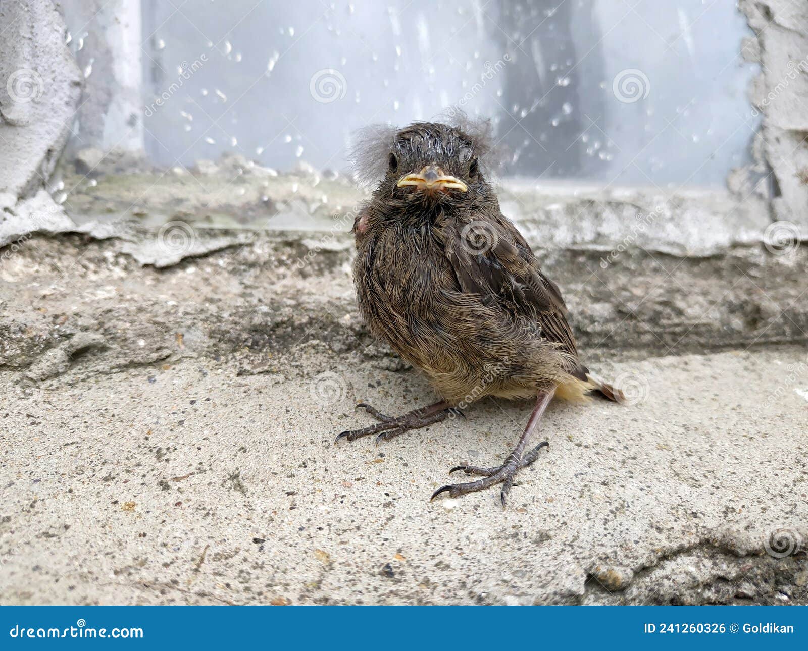 A chick who learns to fly stock photo. Image of wild - 241260326