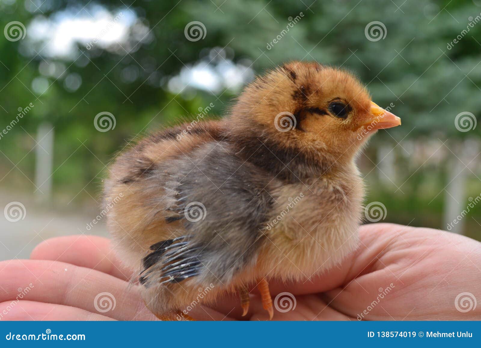 The Chick Will Grow the Chicken . Stock Image - Image of character ...