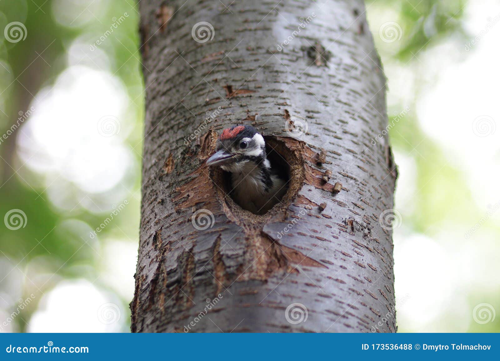Chick Woodpecker Looks from a Hollow Stock Photo - Image of nature ...