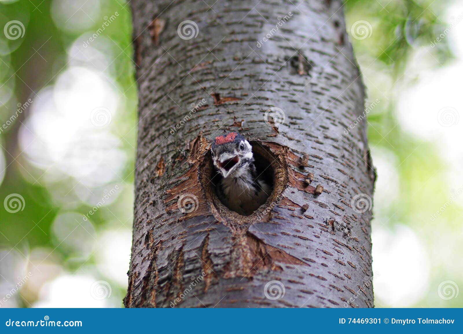 Chick Woodpecker Looks from a Hollow Stock Image - Image of chick ...