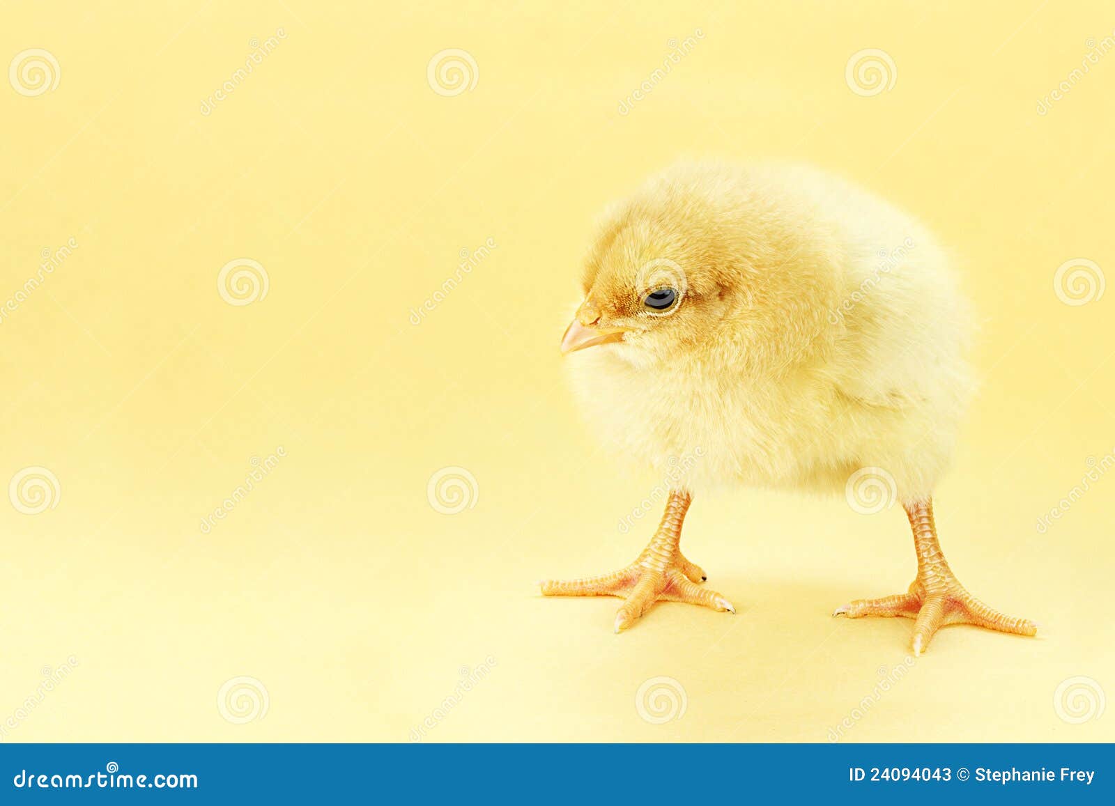 31,451 Chick Yellow Background Stock Photos - Free & Royalty-Free Stock ...