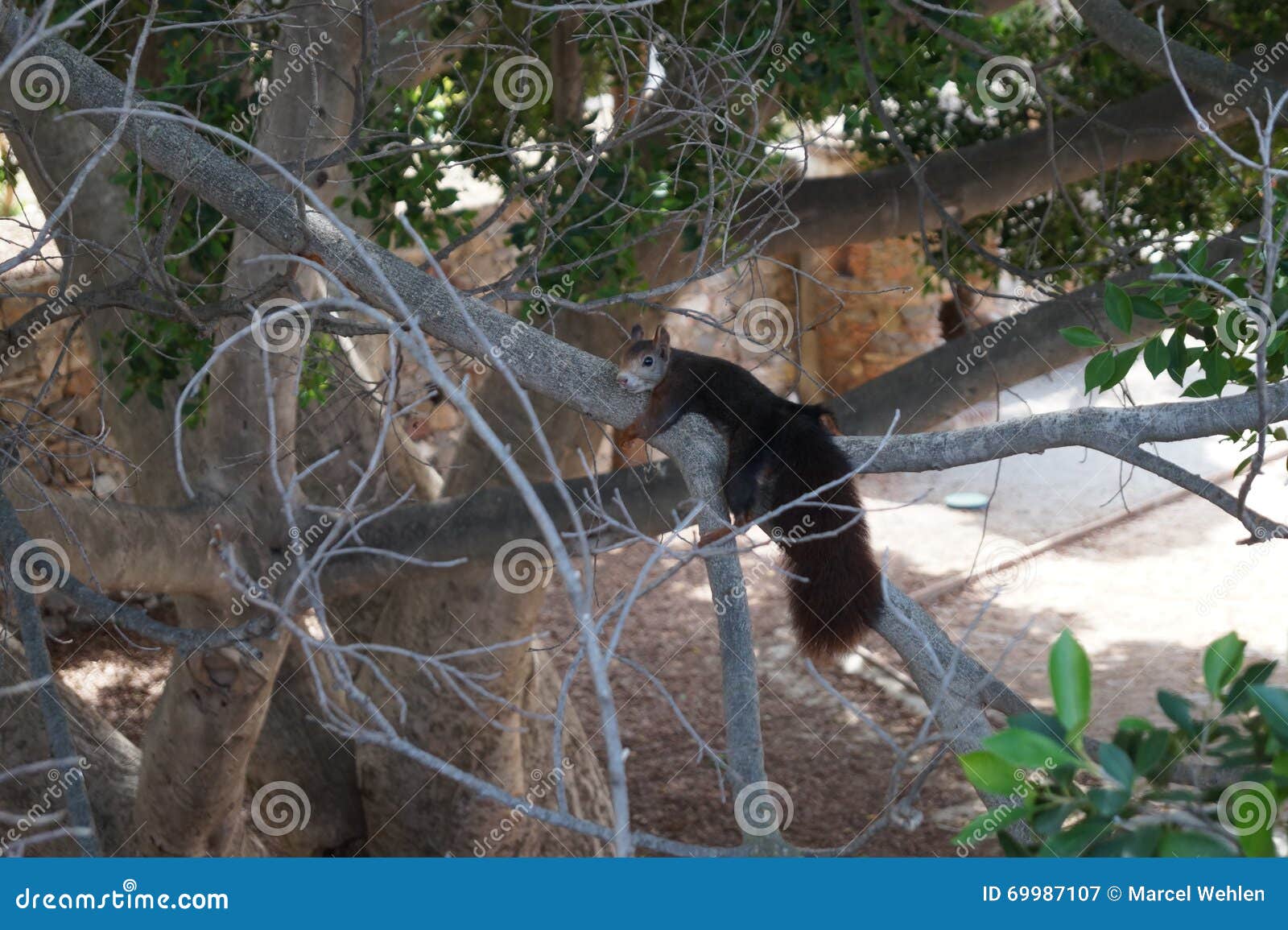 Chicka Hoernchen Stock Photos - Free & Royalty-Free Stock Photos from ...