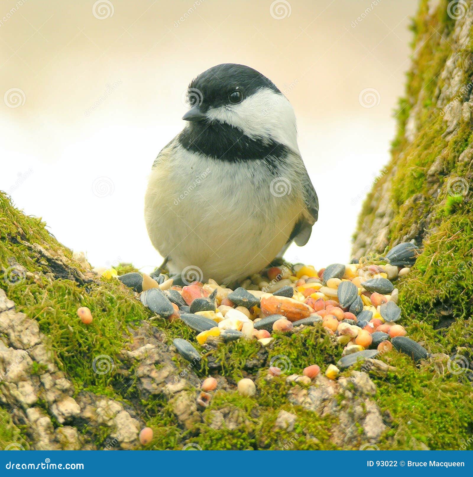 Chickadee 02 stock photo. Image of seeds, beak, perched - 93022