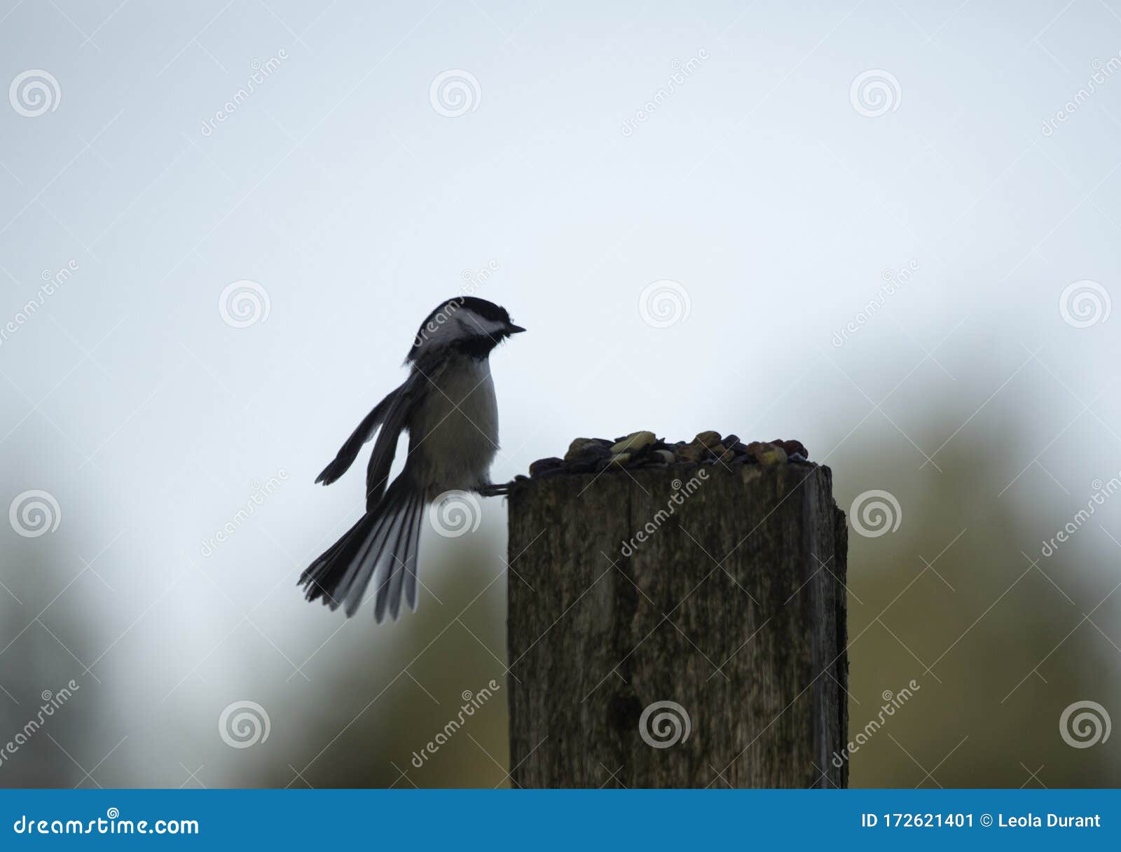 Chickadee with Tail Feathers Fanned Out Stock Image - Image of ontario ...