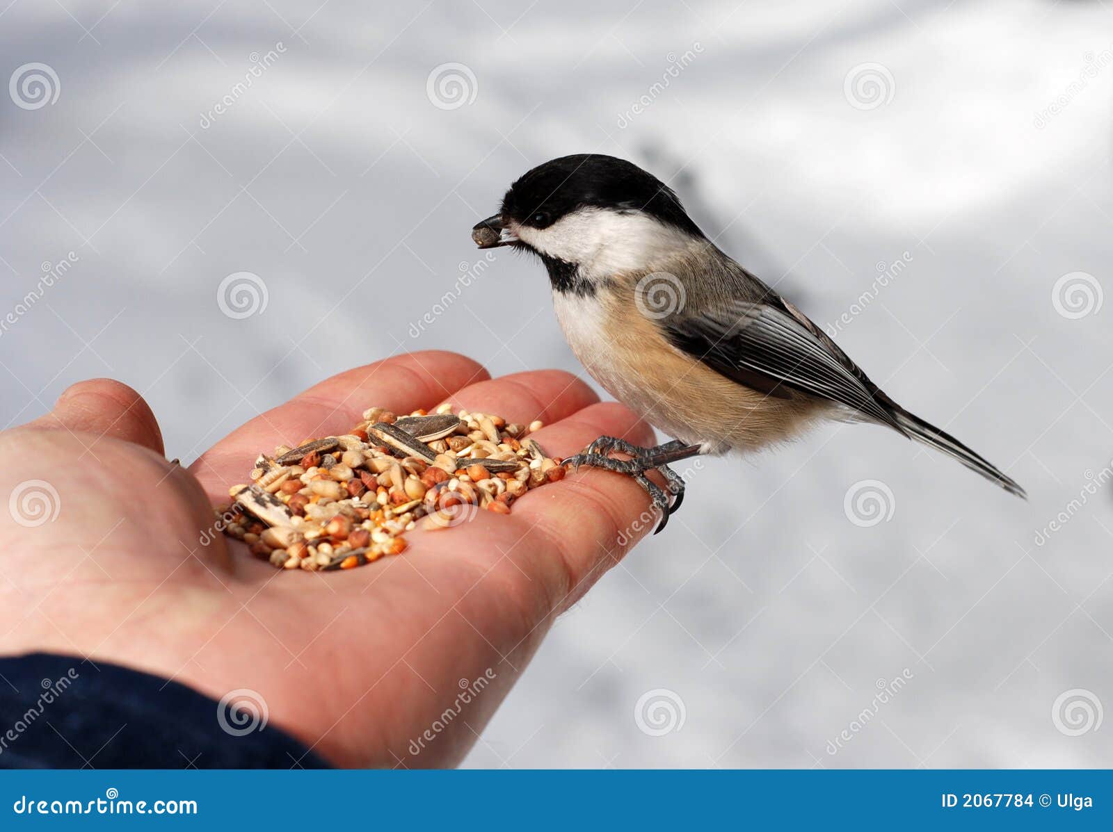 Chickadee stock photo. Image of titmouse, clinging, natural - 2067784