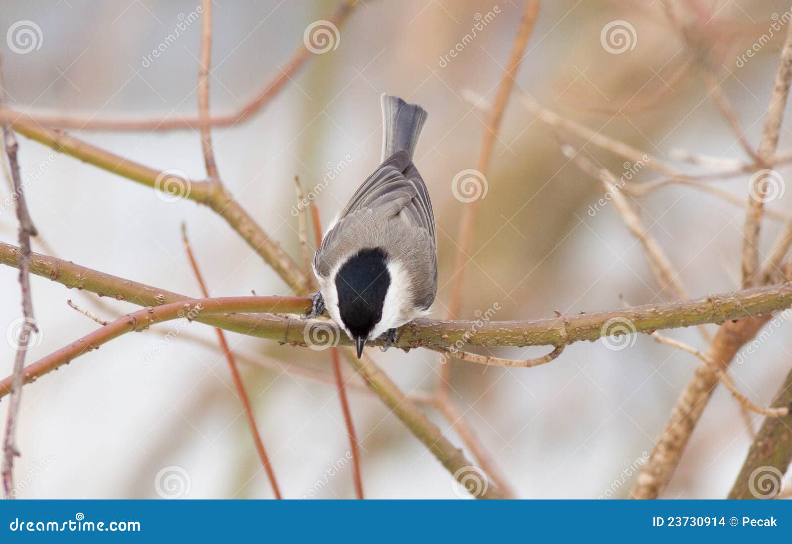 Chickadee stock photo. Image of black, nature, little - 23730914