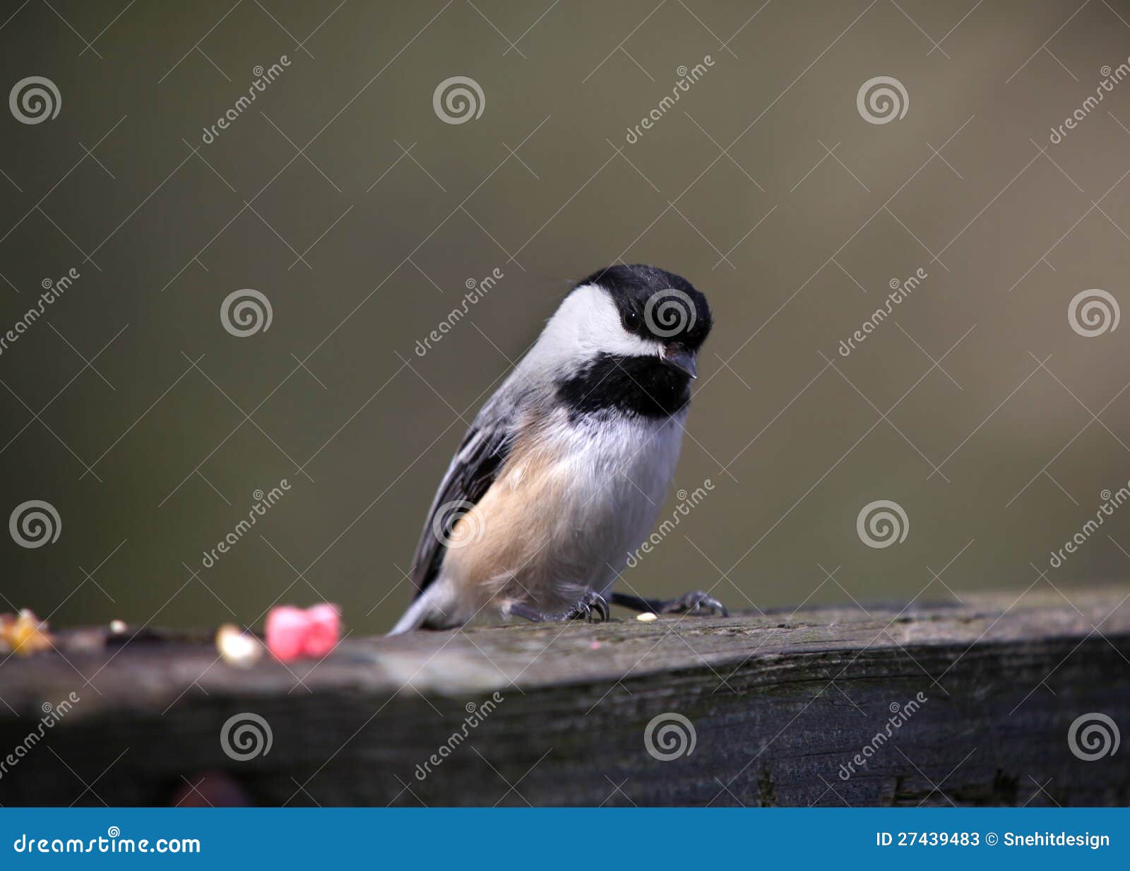 Chickadee stock image. Image of posing, closeup, wildlife - 27439483