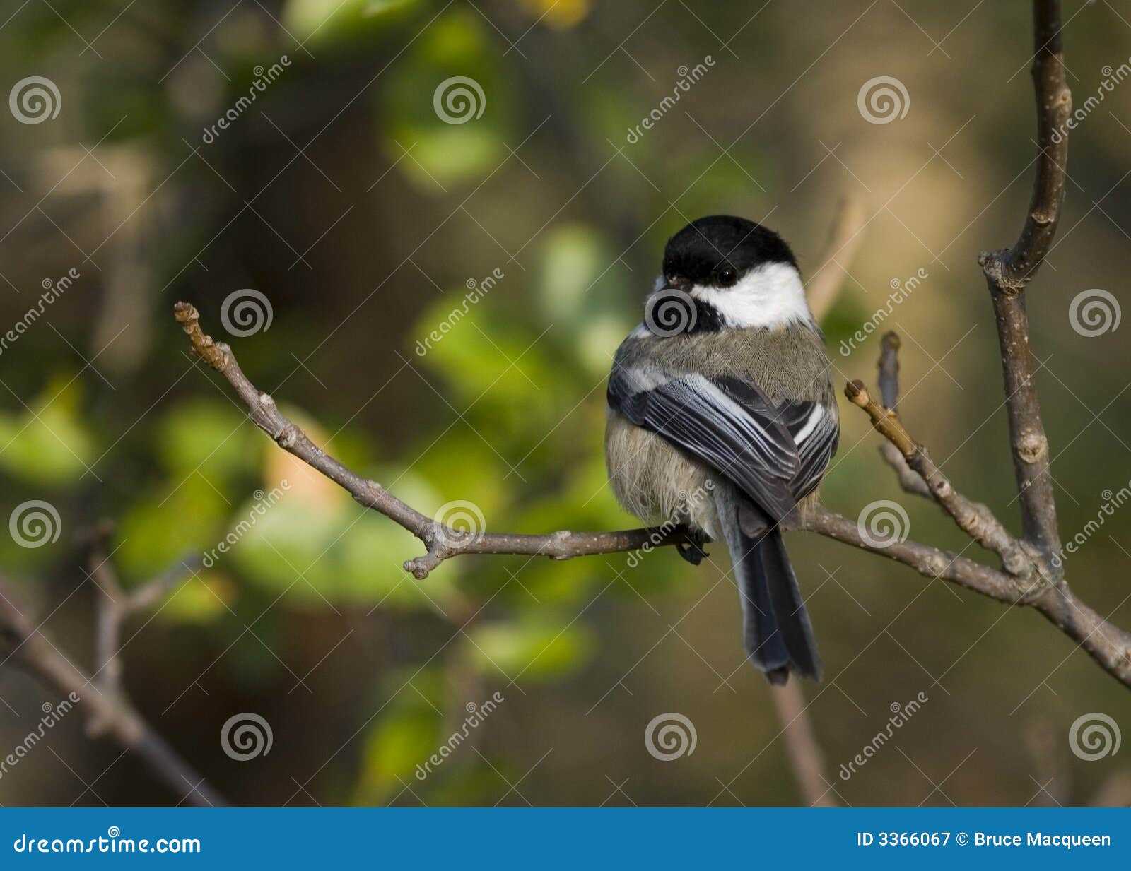 Chickadee stock image. Image of outdoors, nature, trees - 3366067