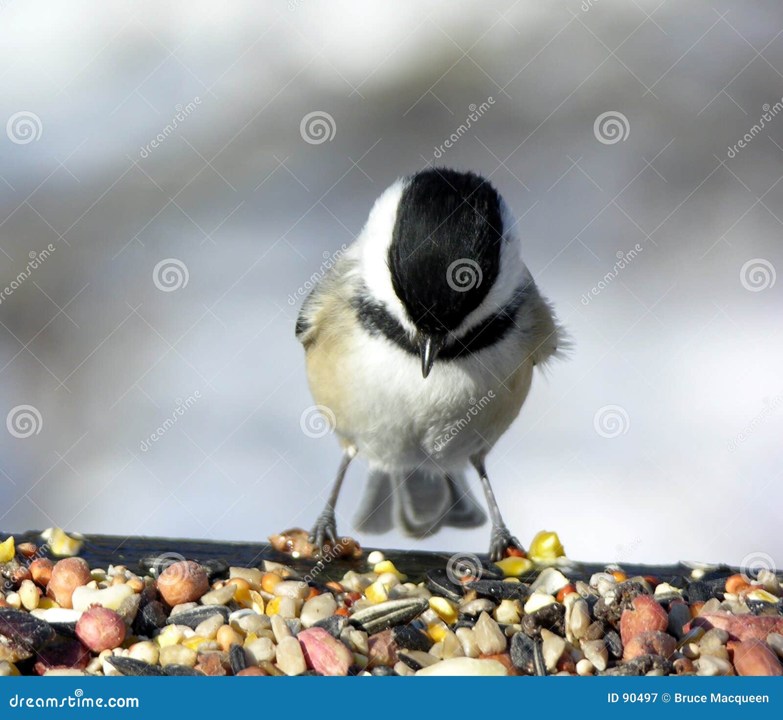 Chickadee 4 stock image. Image of outdoors, beak, parks - 90497