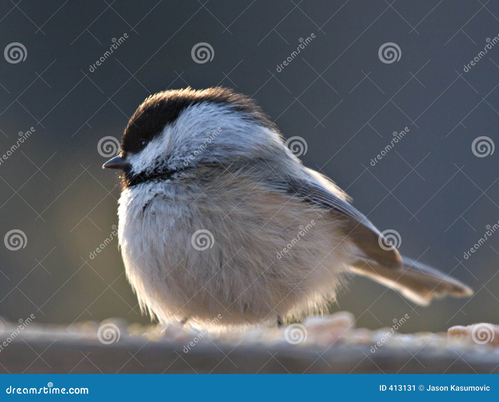 Chickadee stock image. Image of chickadee, pretty, feathers - 413131