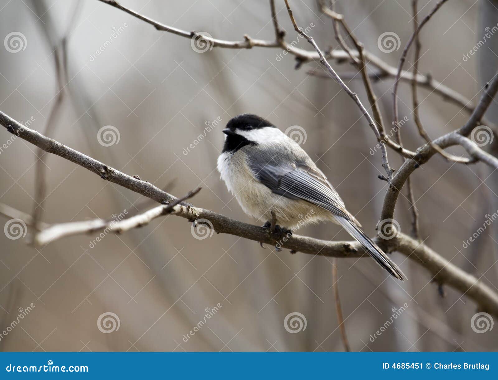 Chickadee stock image. Image of wings, capped, poecile - 4685451