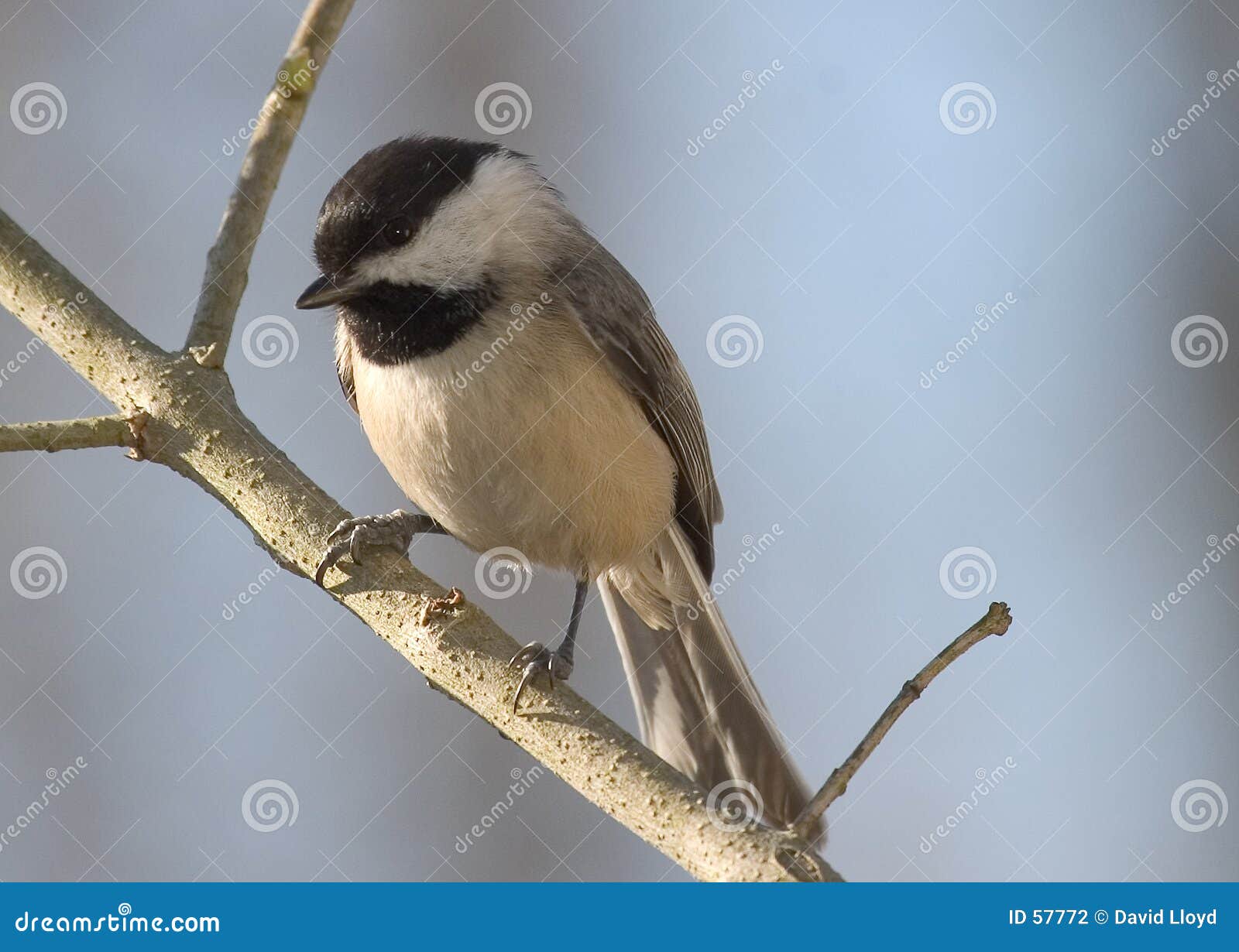 Chickadee stock photo. Image of nature, cute, chickadee - 57772