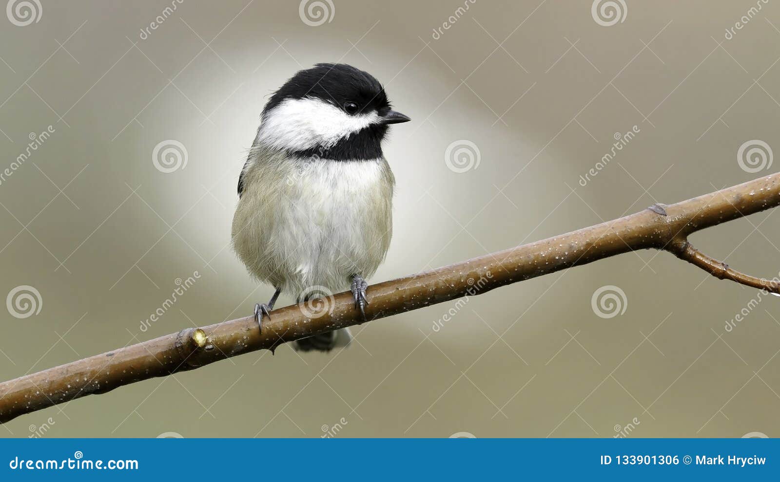 Chickadee Alone on a Branch Small Bird Stock Photo - Image of bird ...