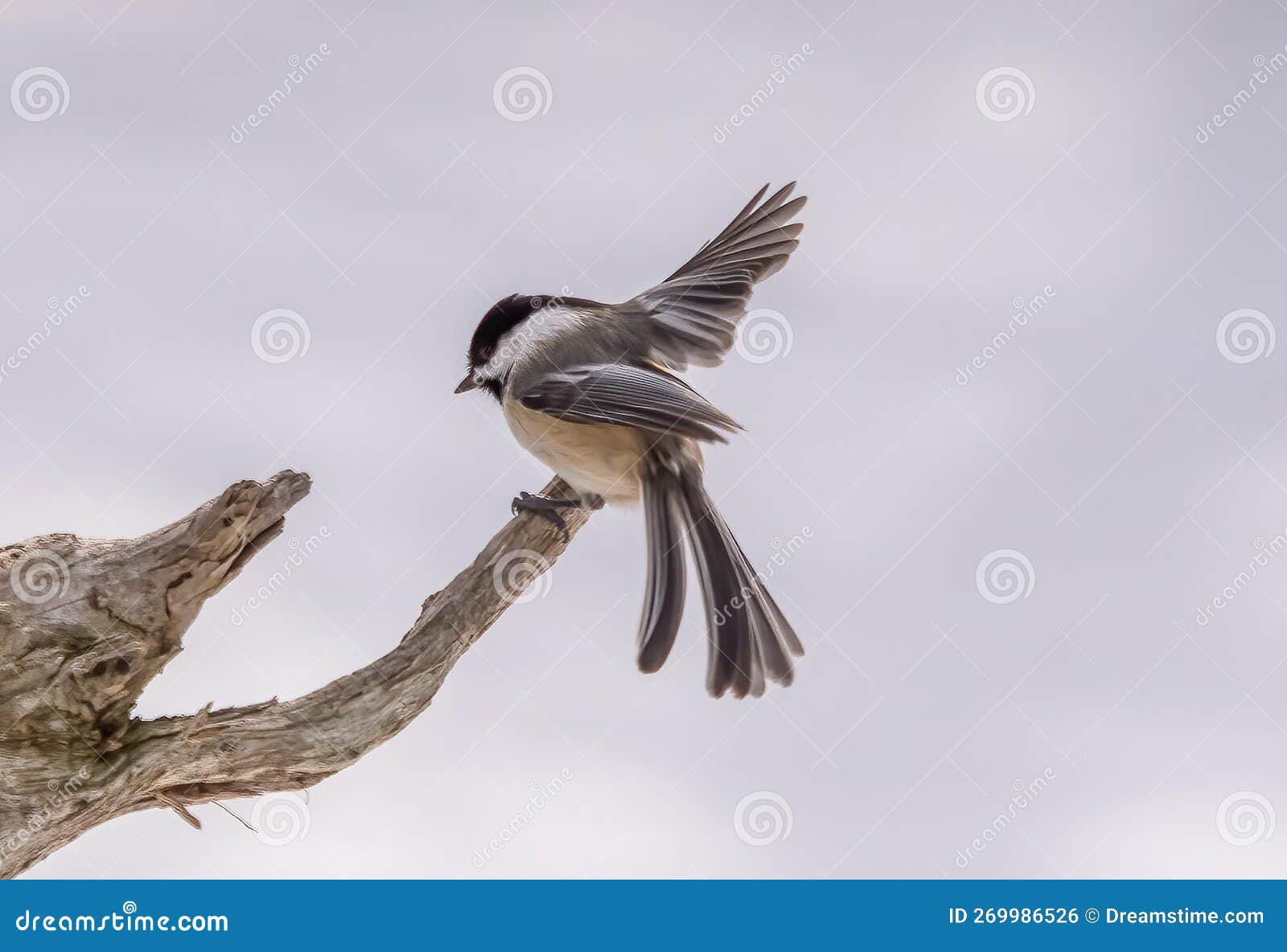 Chickadee Balancing on a Branch Tip Stock Photo - Image of sketch ...